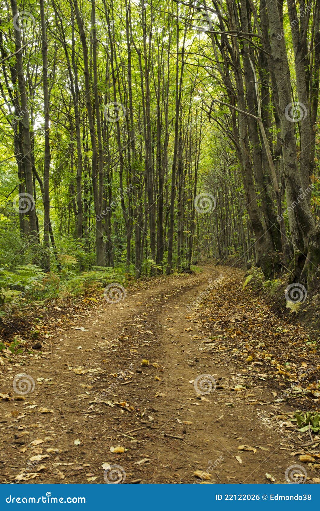 Pathway in the forest stock photo. Image of potenza, herb - 22122026