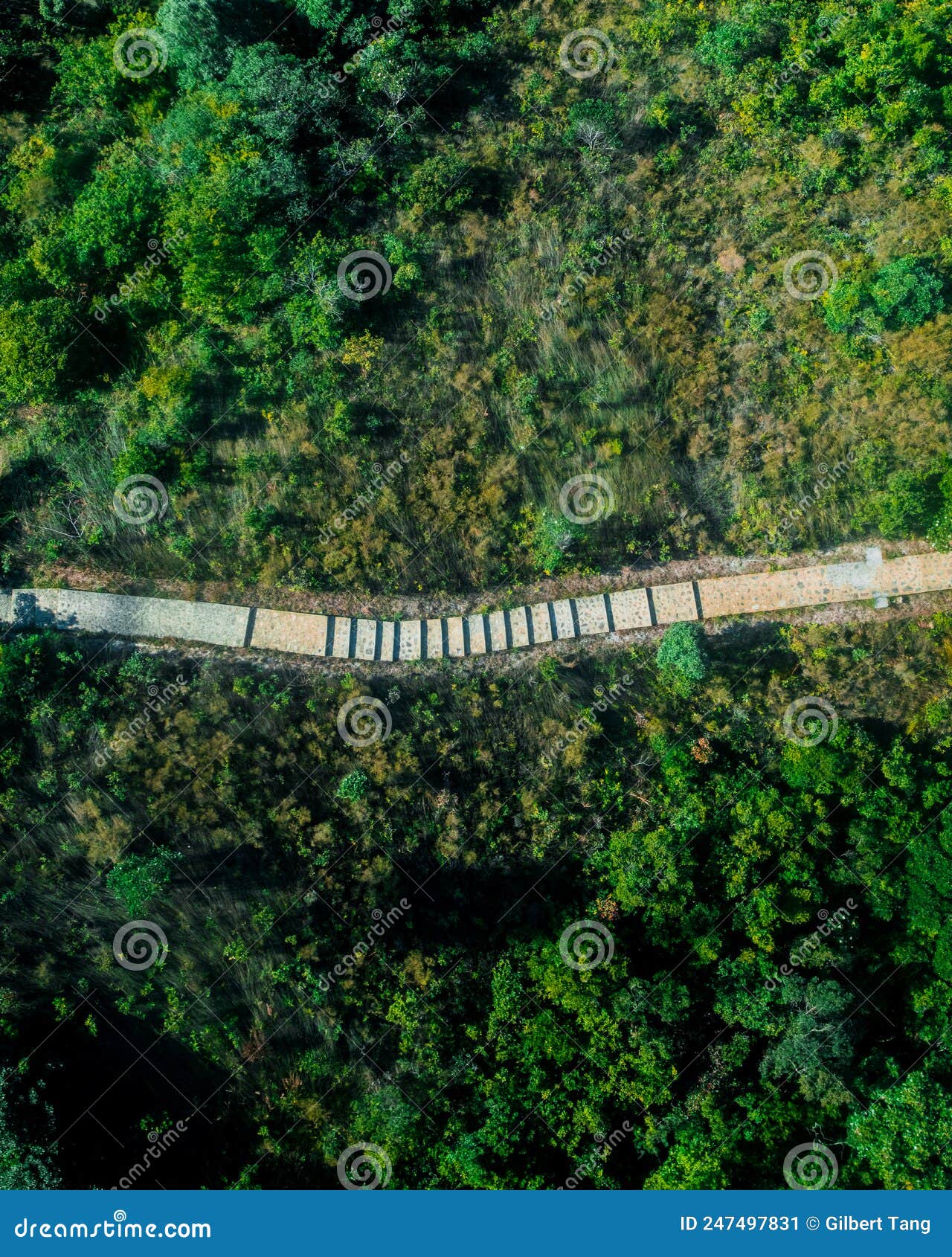 Pathway in the forest stock image. Image of reflection - 247497831
