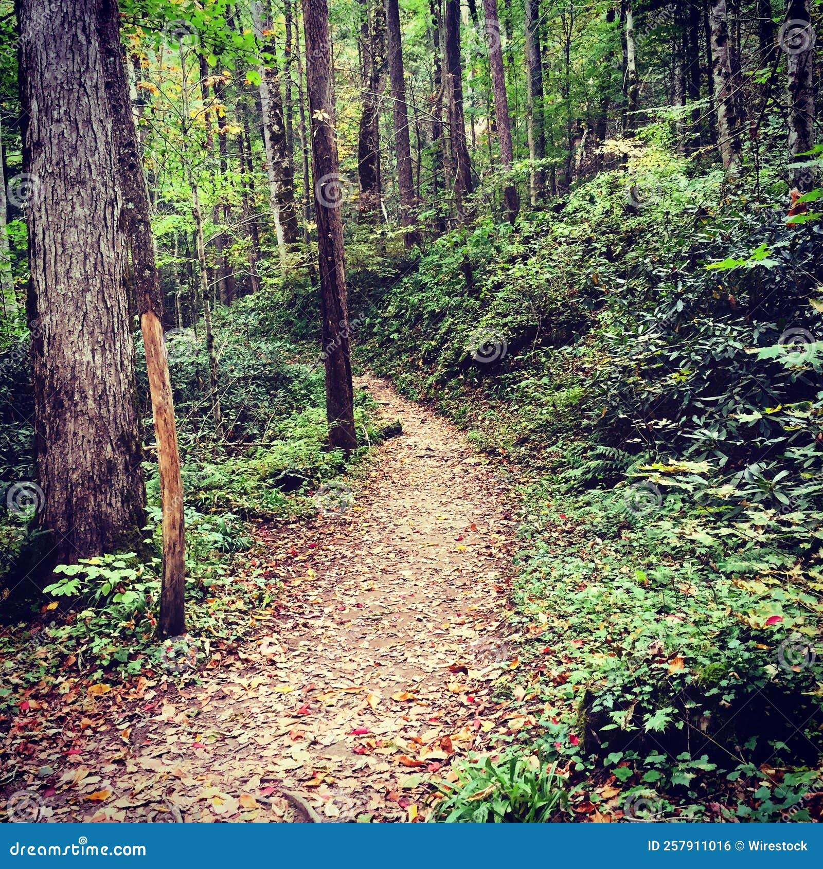 Pathway in the forest stock photo. Image of trees, plant - 257911016