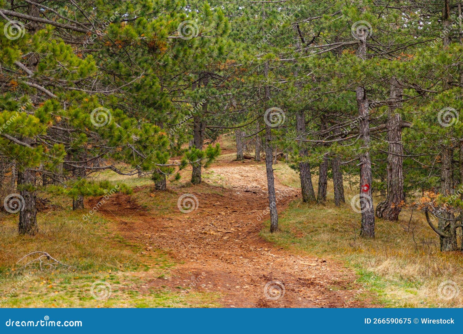 Pathway in the forest stock image. Image of fall, nature - 266590675
