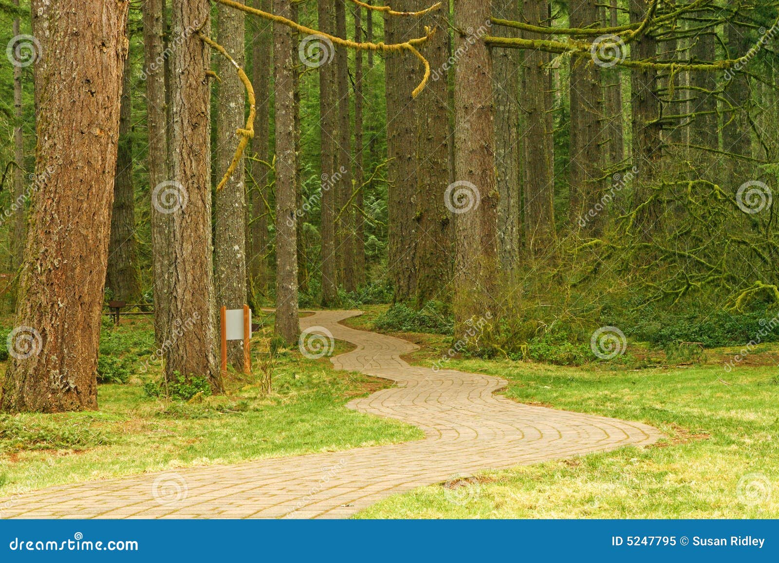 Pathway into the Forest stock image. Image of nature, outdoors - 5247795