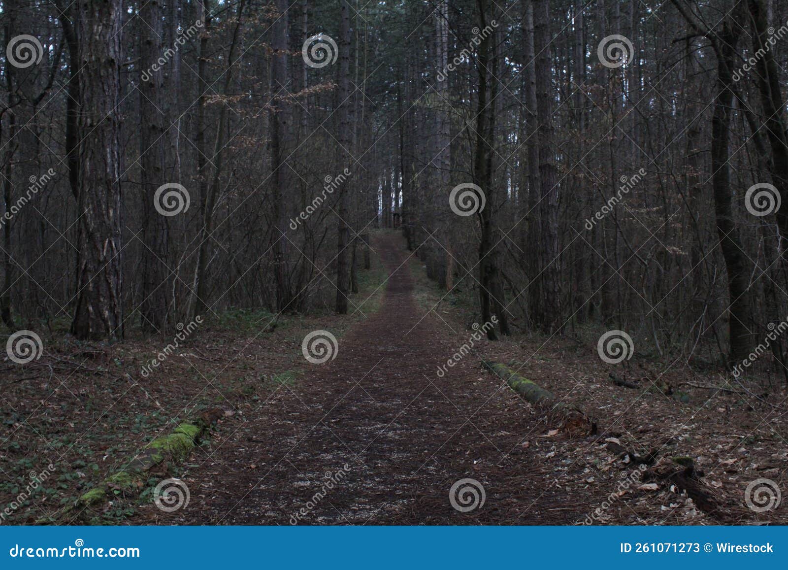 Pathway through a Forest with Bare Trees Stock Image - Image of park ...