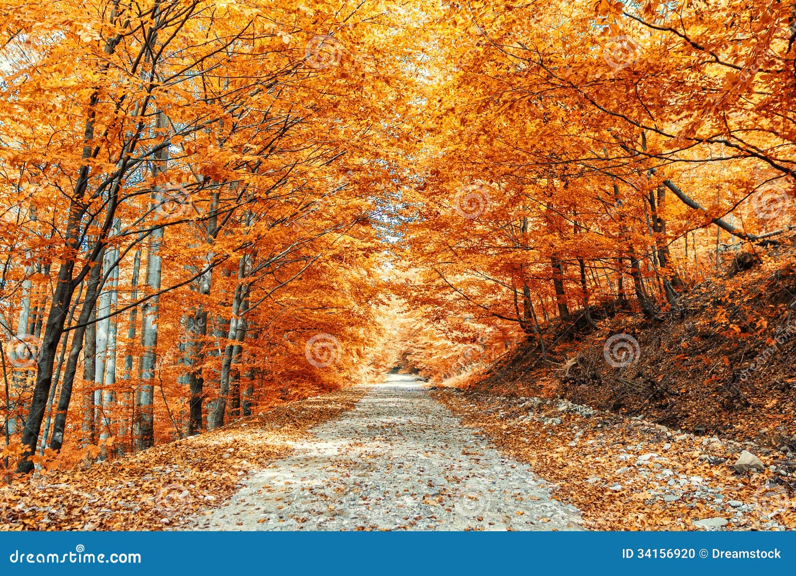 Pathway in the forest stock photo. Image of fall, orange - 34156920