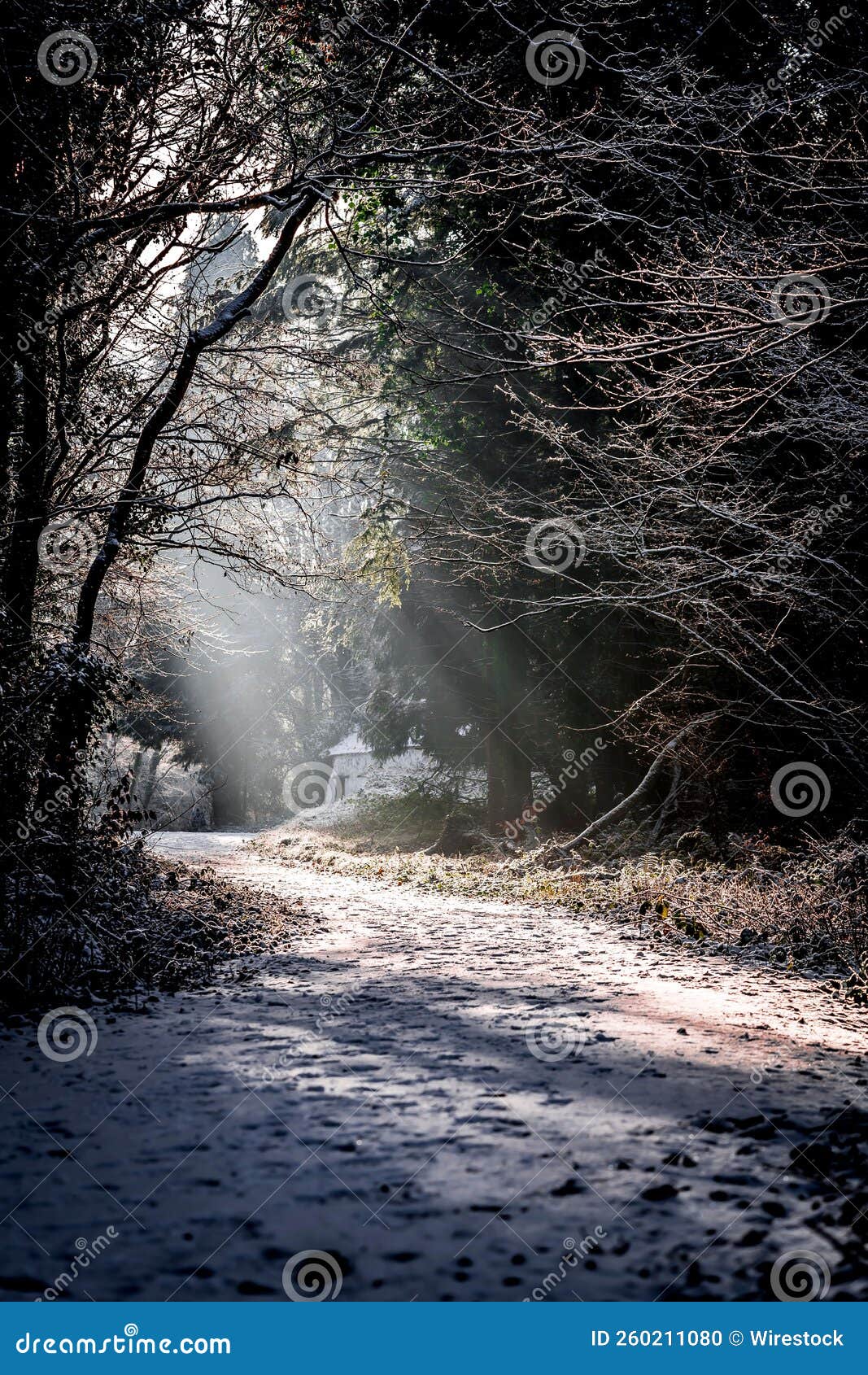 Pathway in the Forest Covered with Snow with Wall Trees on the Side ...