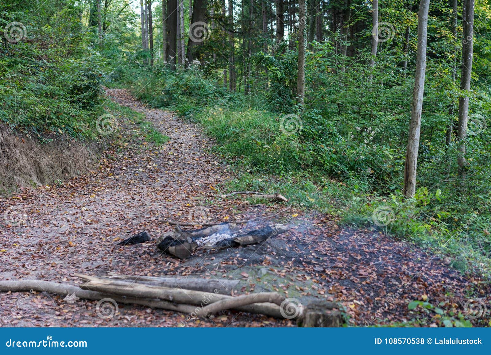 Pathway in Forest at Daylight Scene Stock Photo - Image of outdoor ...