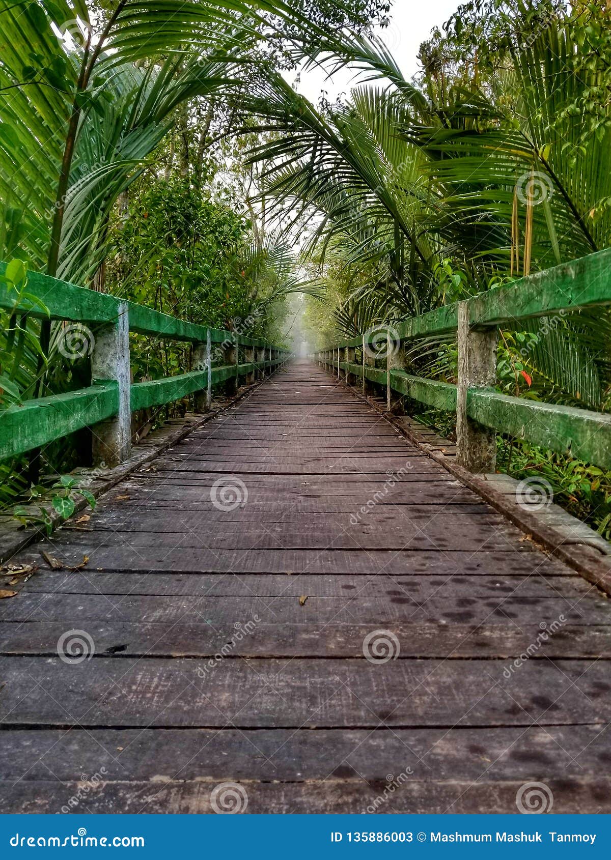 Pathway into the forest stock image. Image of inside - 135886003