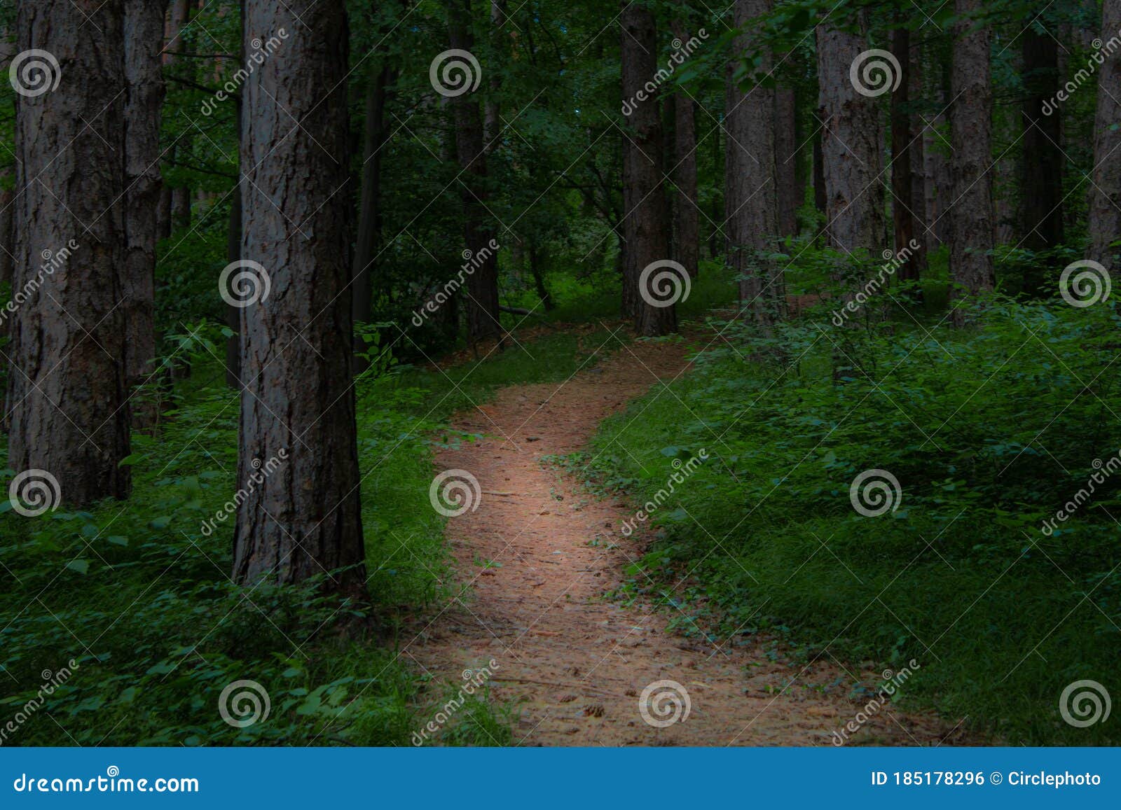 Pathway In A Forest Stock Image | CartoonDealer.com #50158771