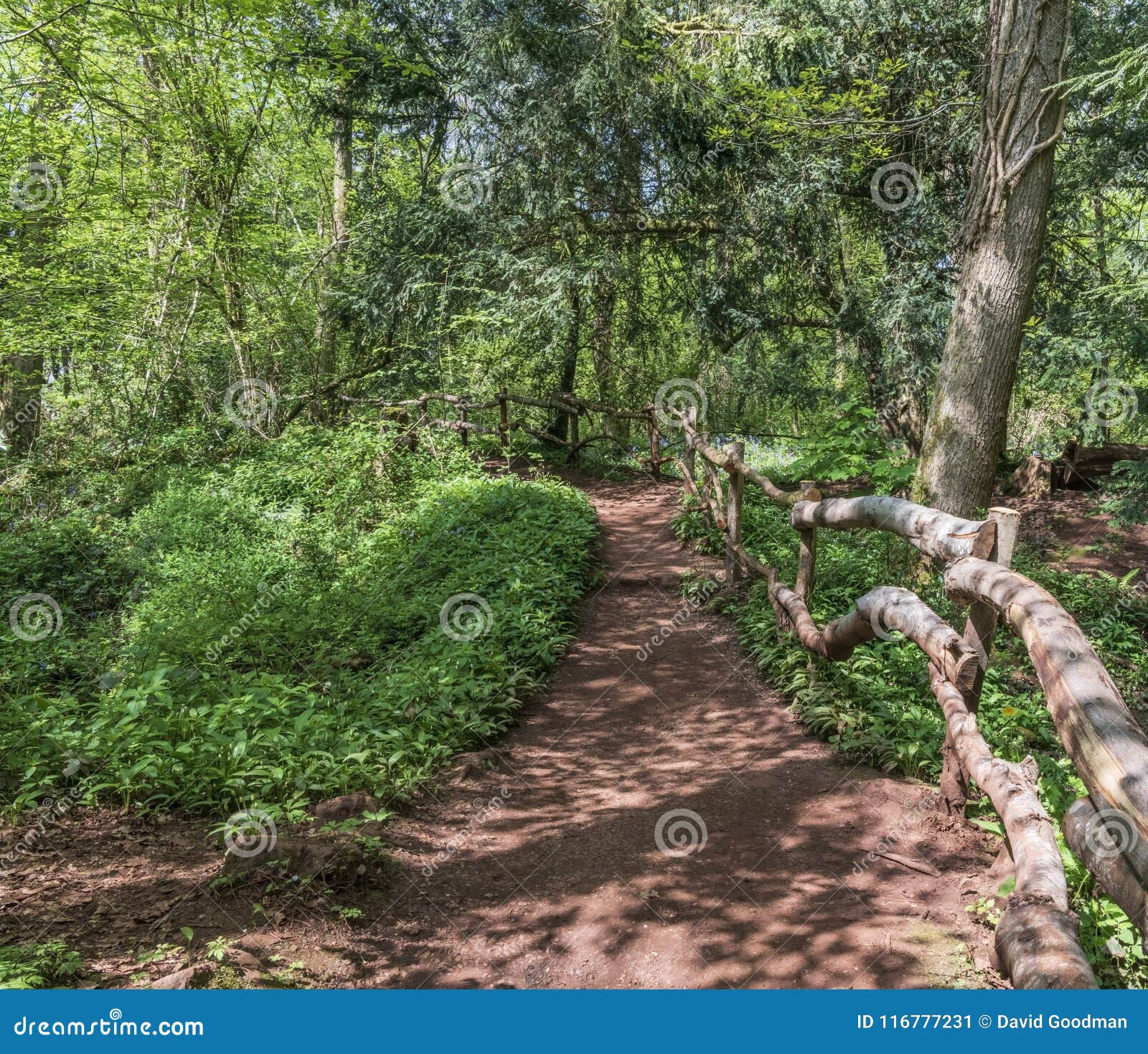 Pathway through the Forest in England Stock Image - Image of moss ...