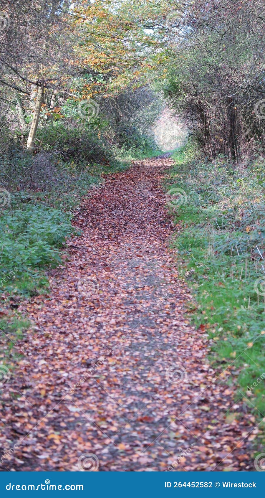 Pathway in the Forest with Fallen Leaves on the Ground Stock Photo ...