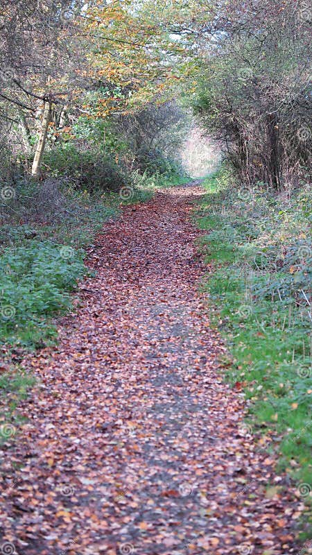 Pathway in the Forest with Fallen Leaves on the Ground Stock Photo ...