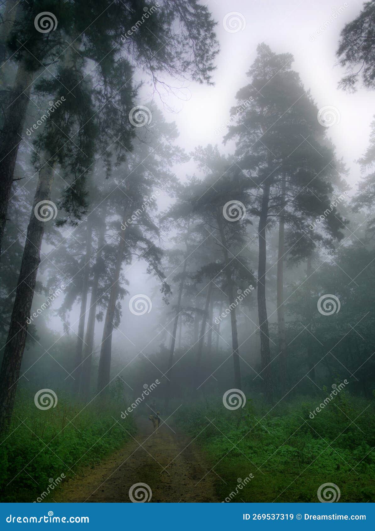 Pathway through the Forest in a Fog Stock Image - Image of fall, scene ...