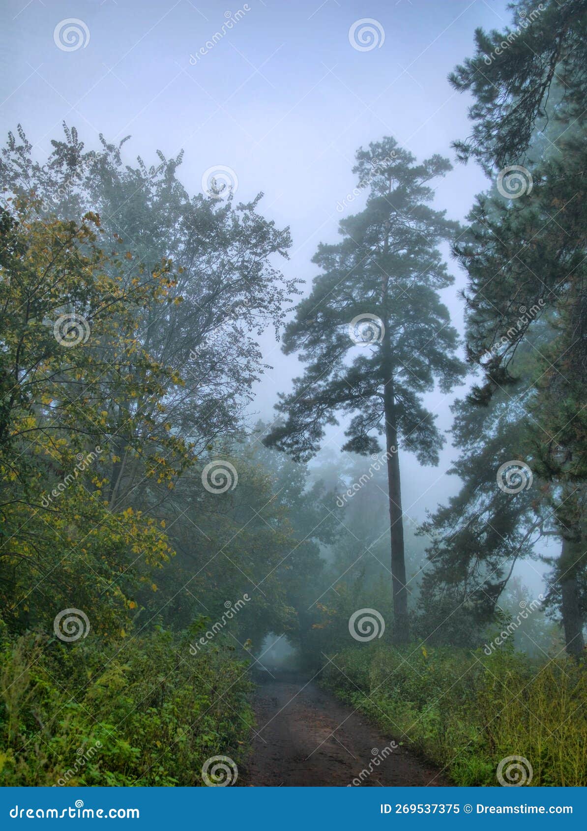 Pathway through the Forest in a Fog Stock Image - Image of outdoor ...