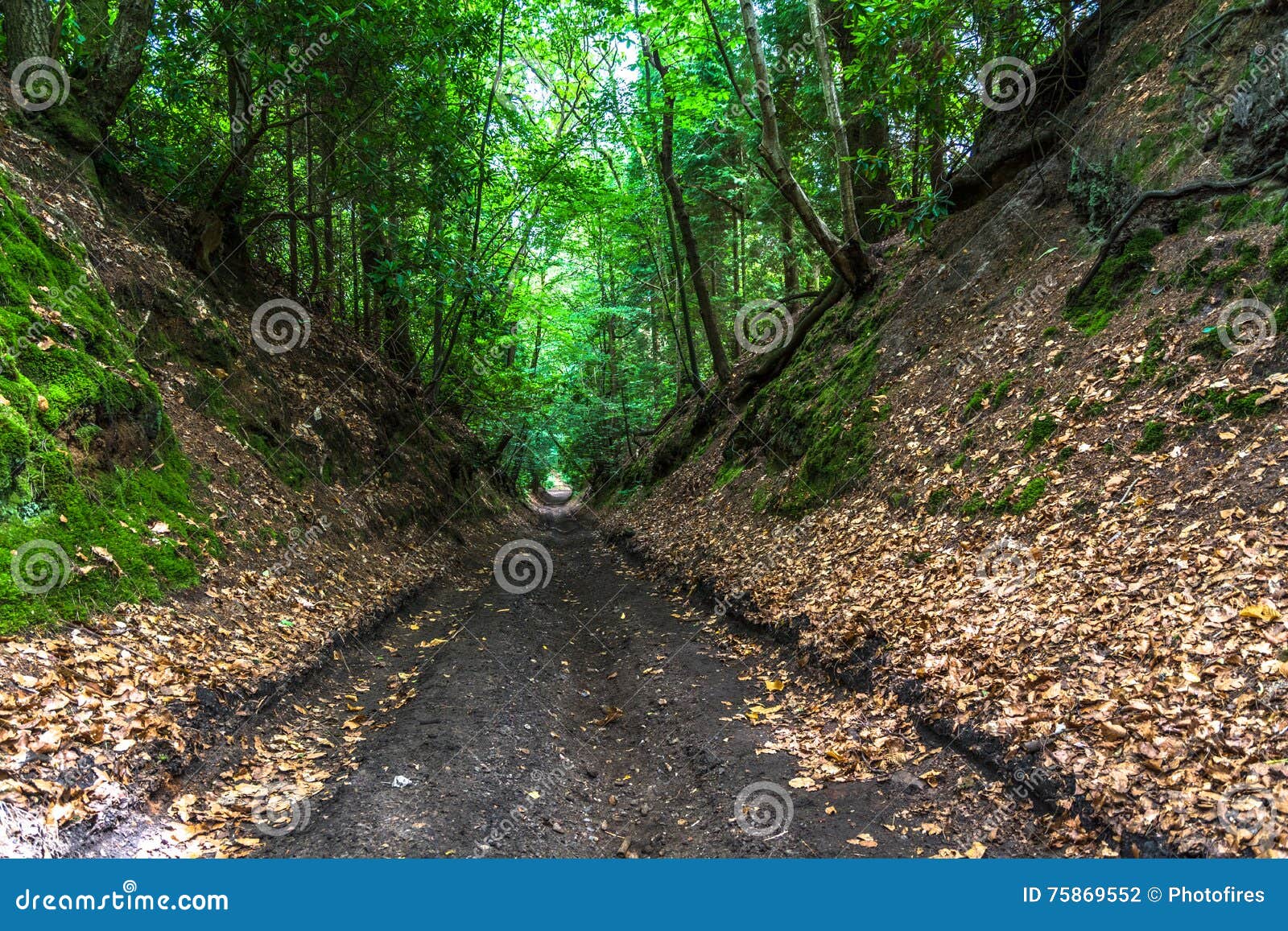 Pathway through the forest stock photo. Image of leaves - 75869552