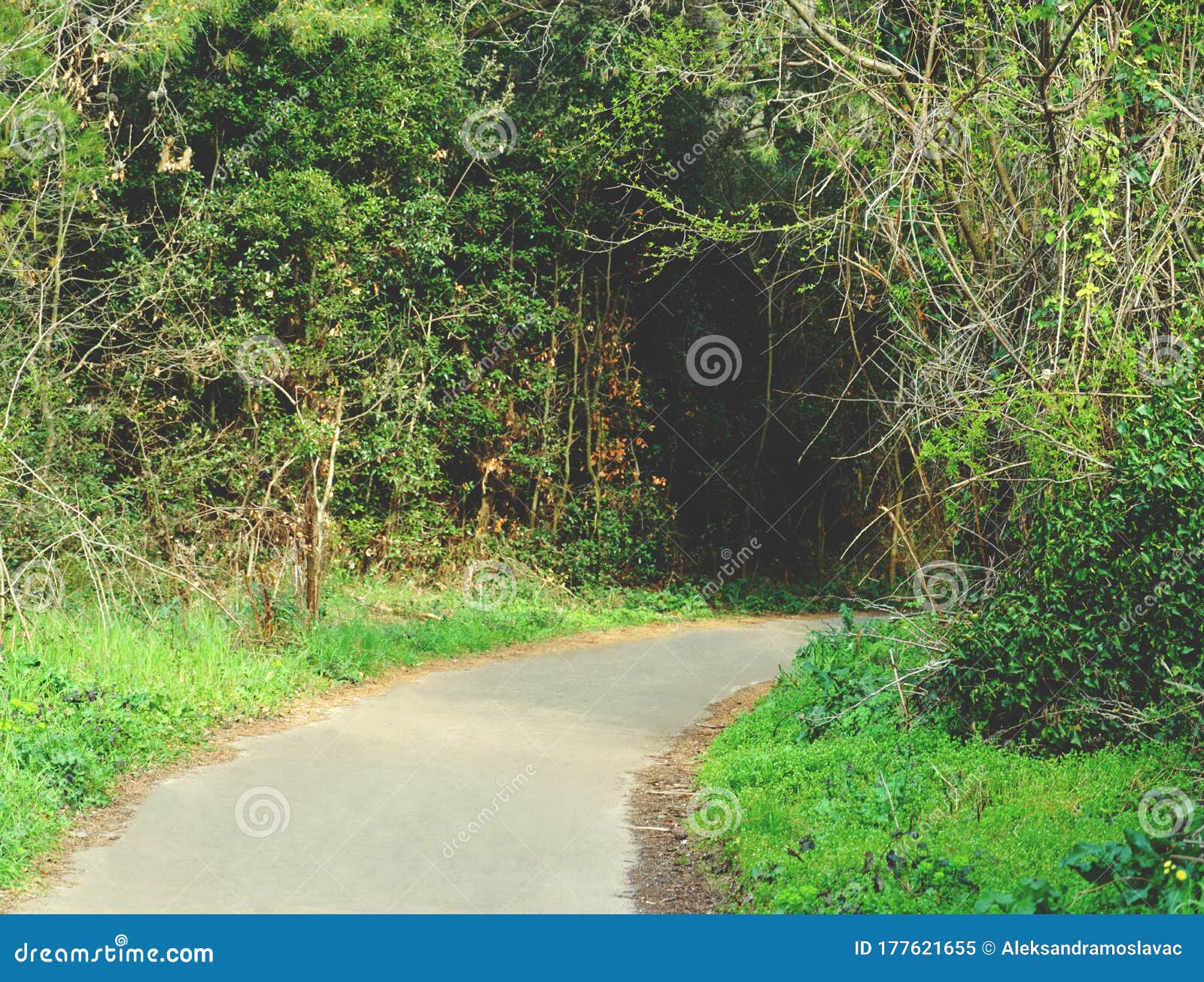 Pathway through the Forest. a Forest Path that Leads through a Forest ...