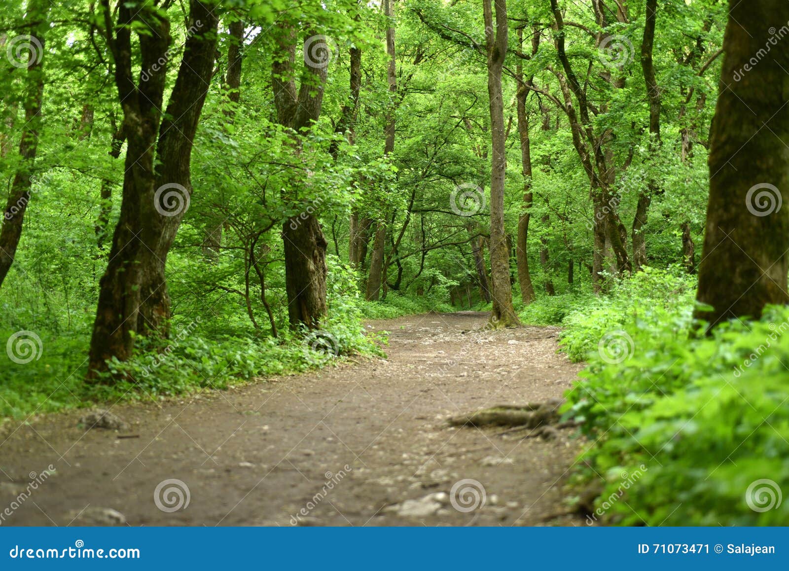 Pathway in the forest stock image. Image of recreation - 71073471