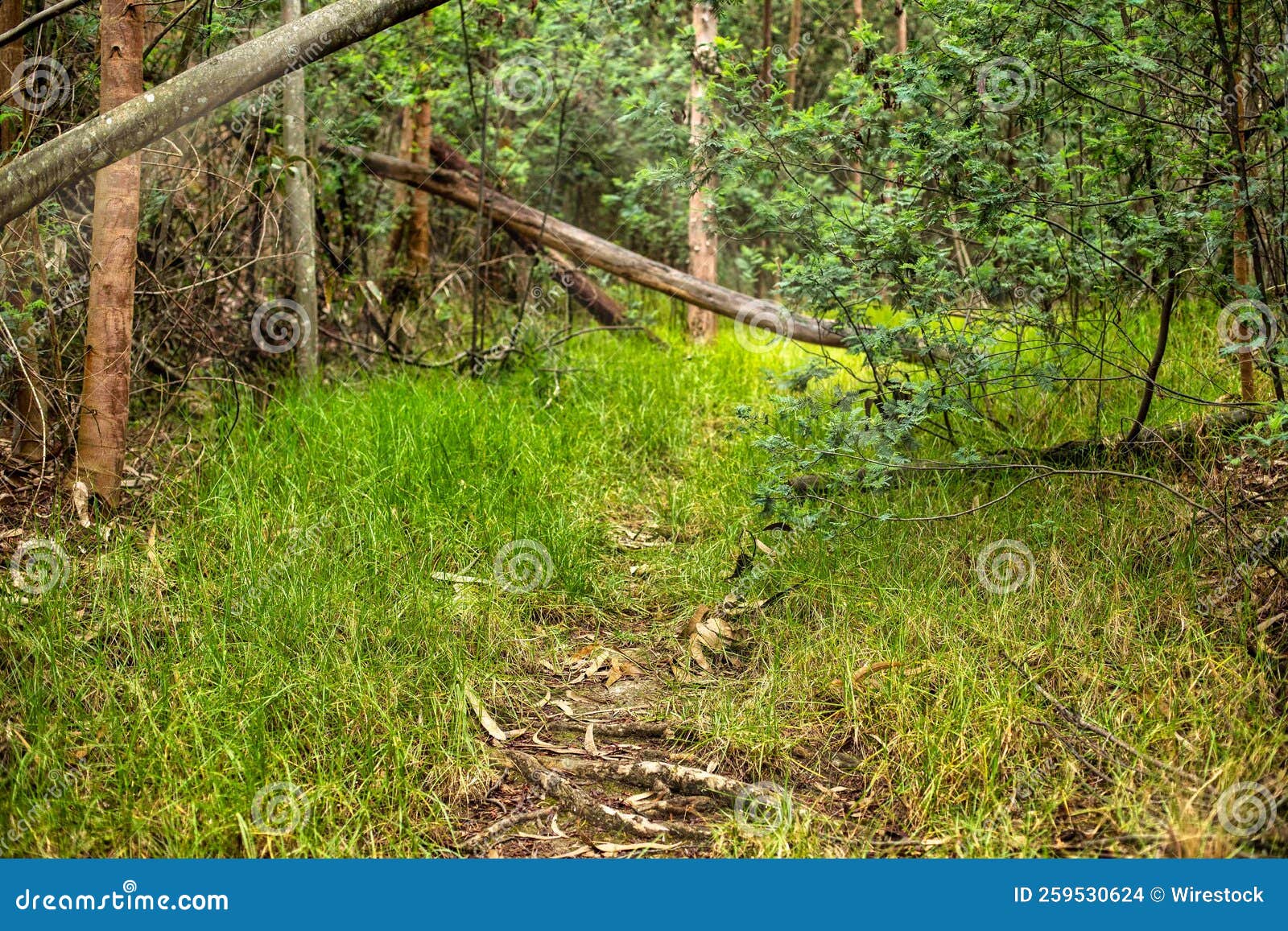 Pathway in the Forest with Green Grass Stock Photo - Image of meadow ...