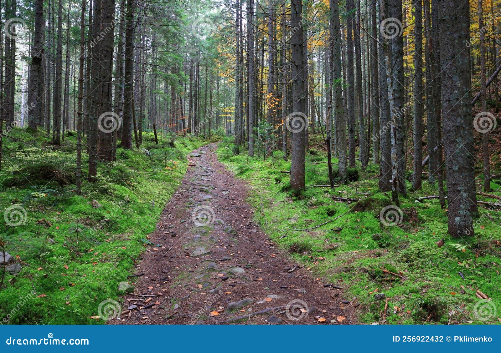 Pathway in forest stock photo. Image of mossy, beautiful - 256922432