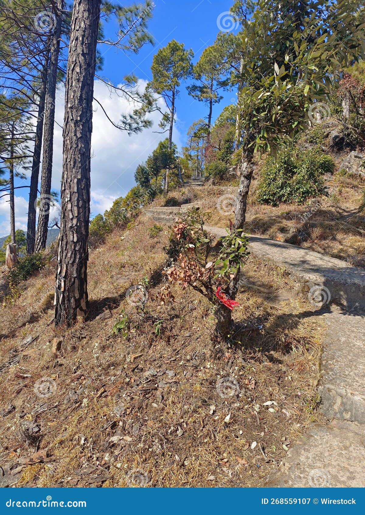 Pathway through a Forest on the Hillside Stock Image - Image of grass ...