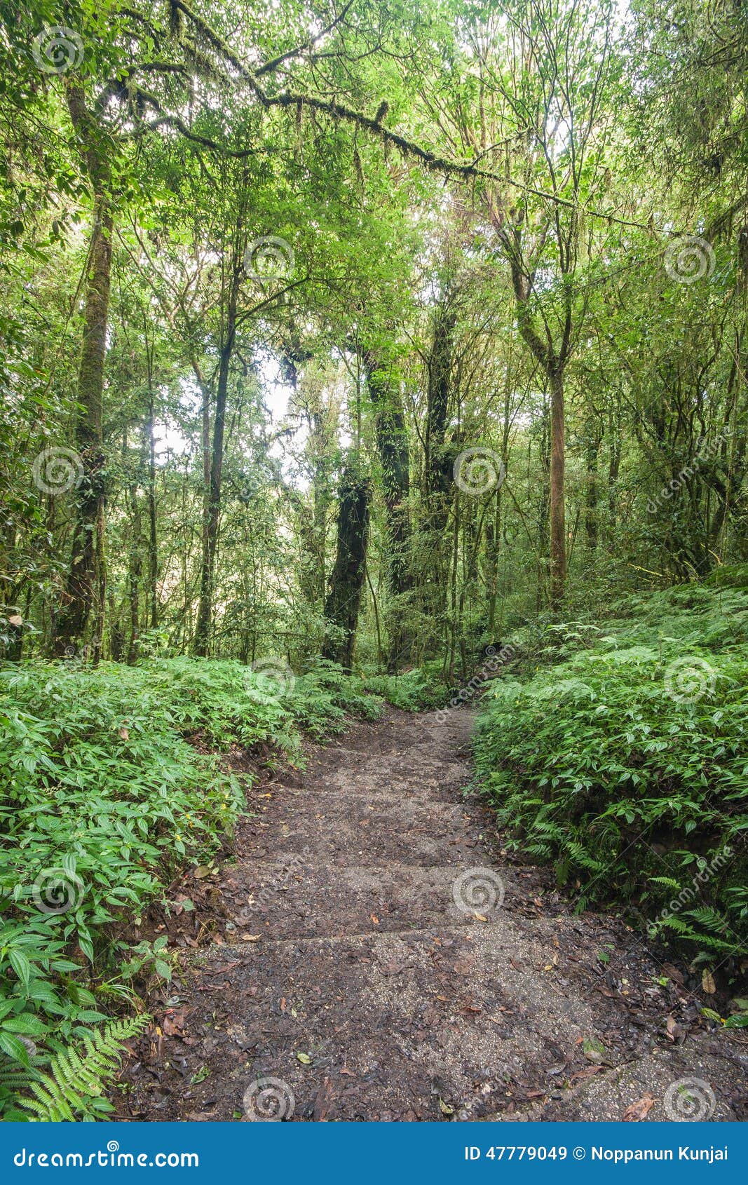 Pathway In The Forest At Kumano Kodo Daimonzaka Slope In Wakayama ...