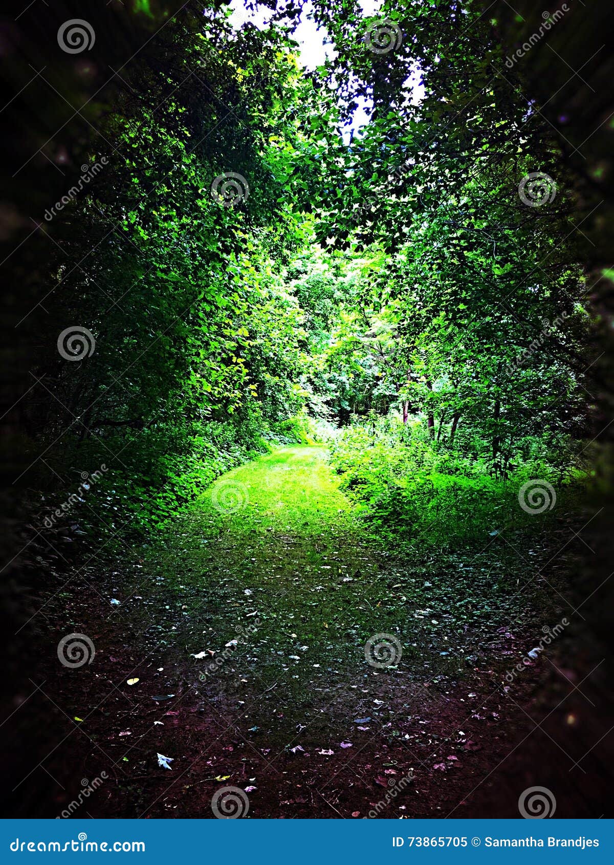 Pathway through the forest stock image. Image of nature - 73865705