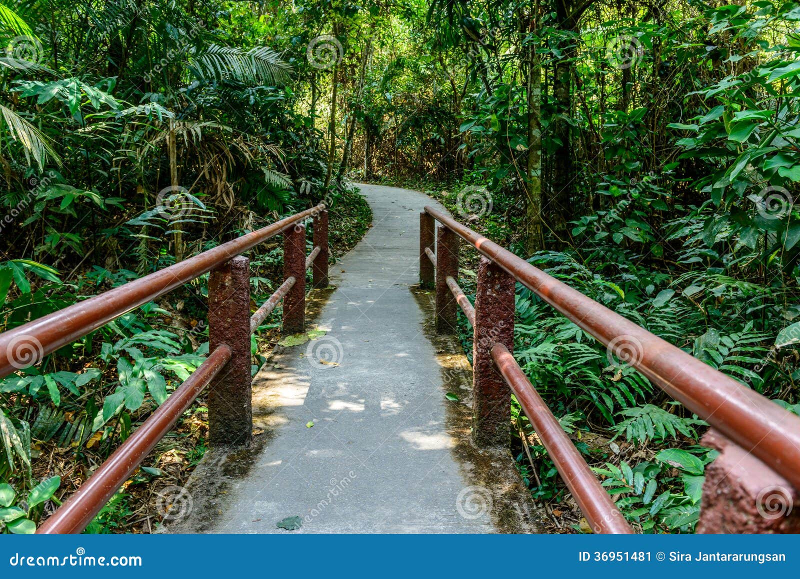Pathway In The Forest Stock Image | CartoonDealer.com #36951481