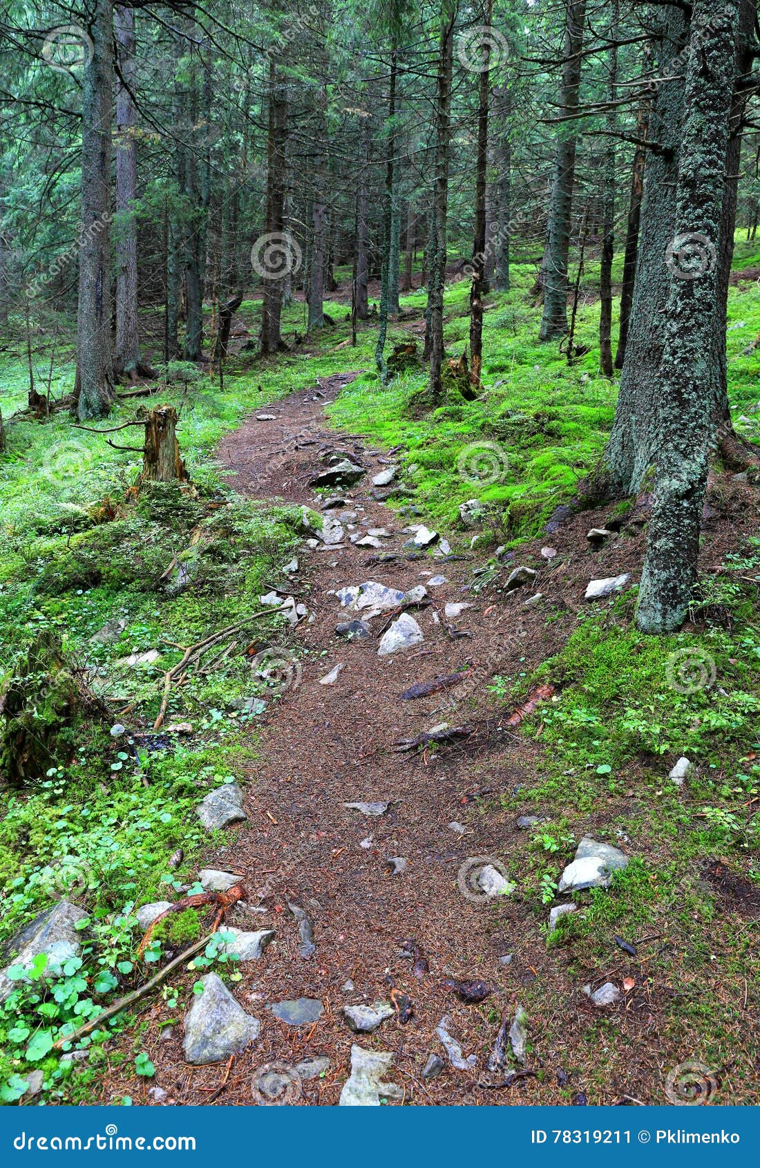 Pathway in forest stock image. Image of resources, environment - 78319211
