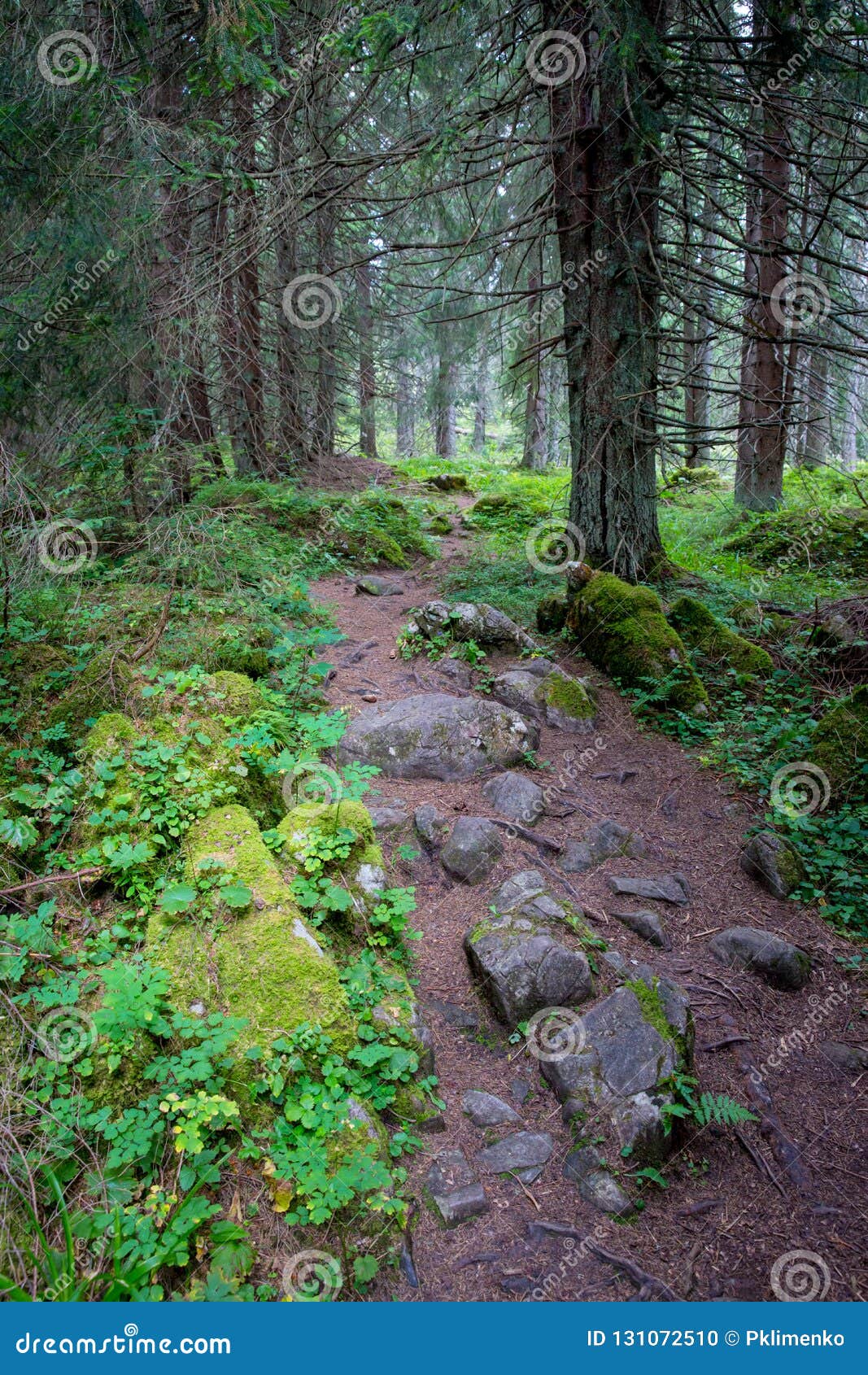 Pathway in forest stock photo. Image of background, stone - 131072510