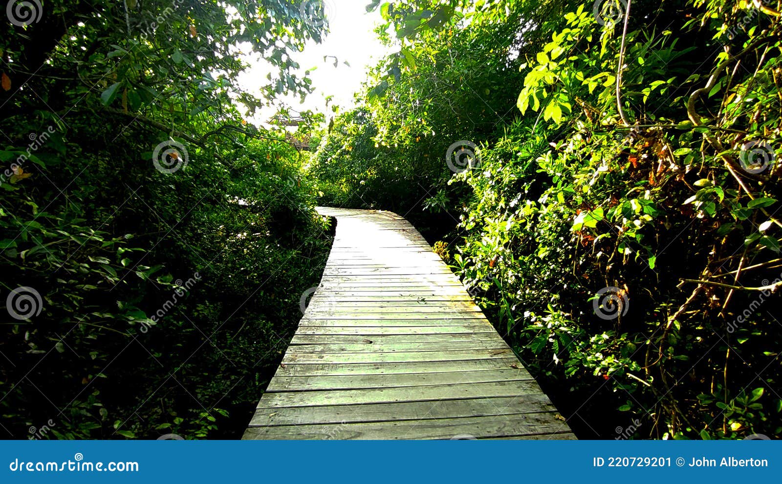 Pathway in the Forest Landscape Stock Image - Image of jungle, pathway ...