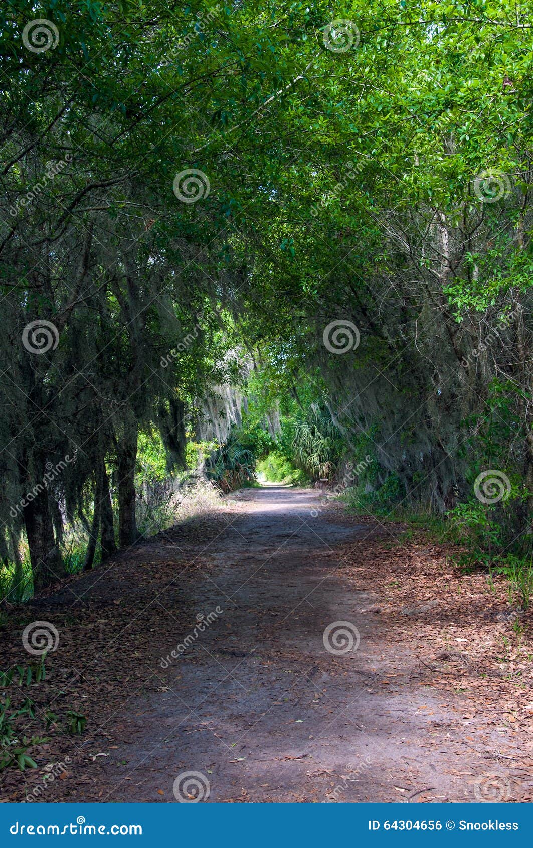 Pathway in the forest stock photo. Image of sunlight - 64304656