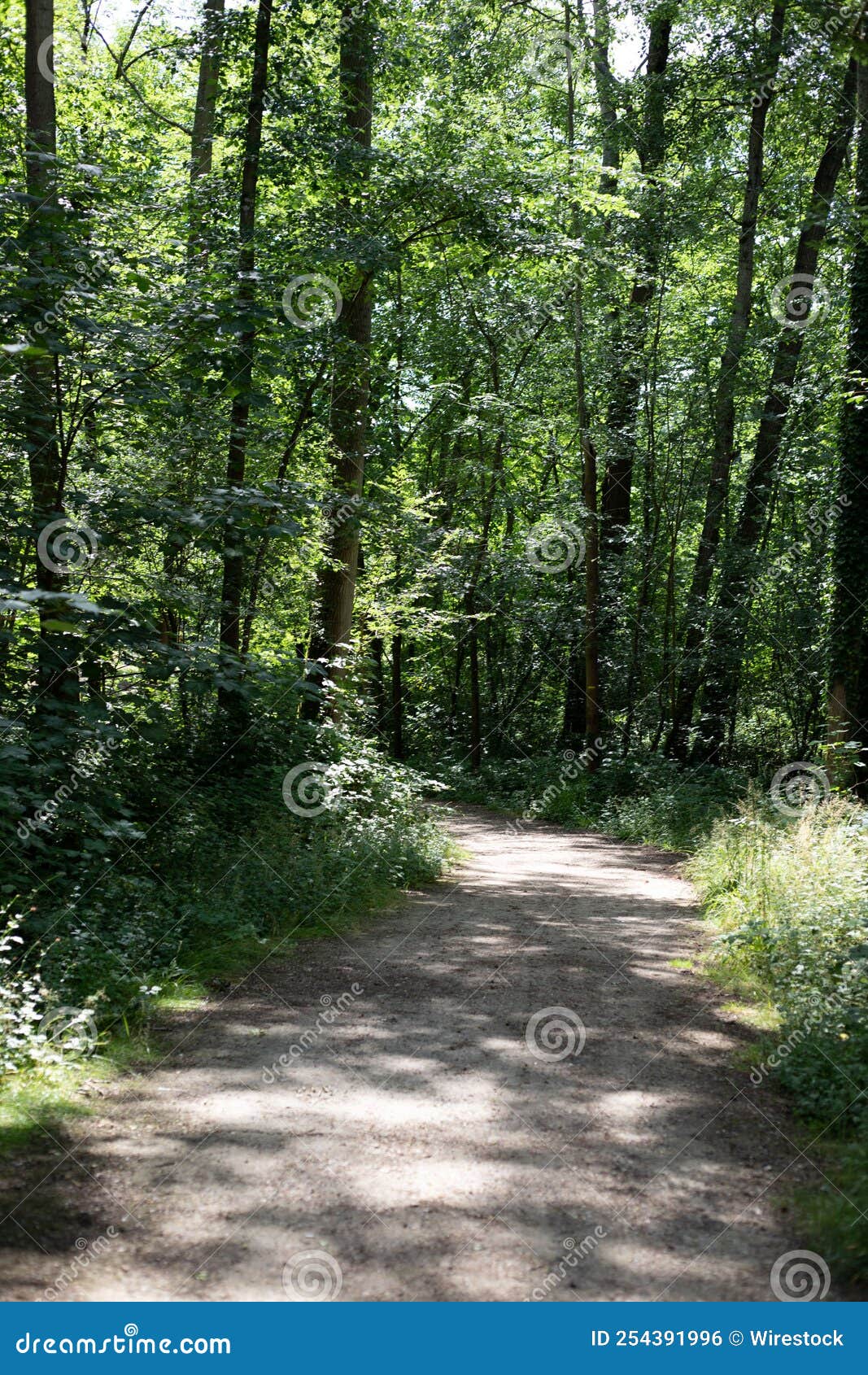 Pathway in the forest stock photo. Image of pathway - 254391996