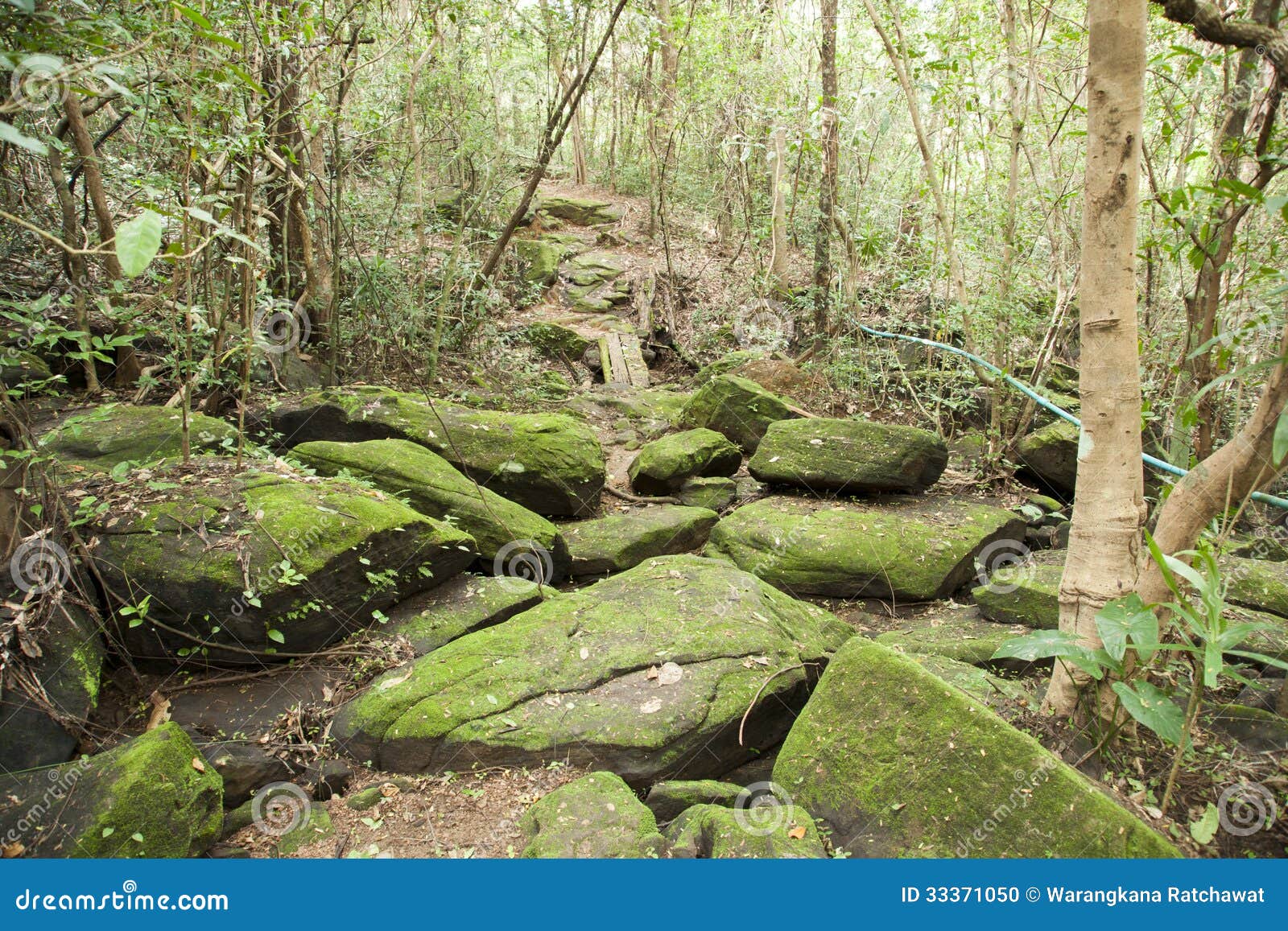 Pathway in the forest. stock photo. Image of morning - 33371050