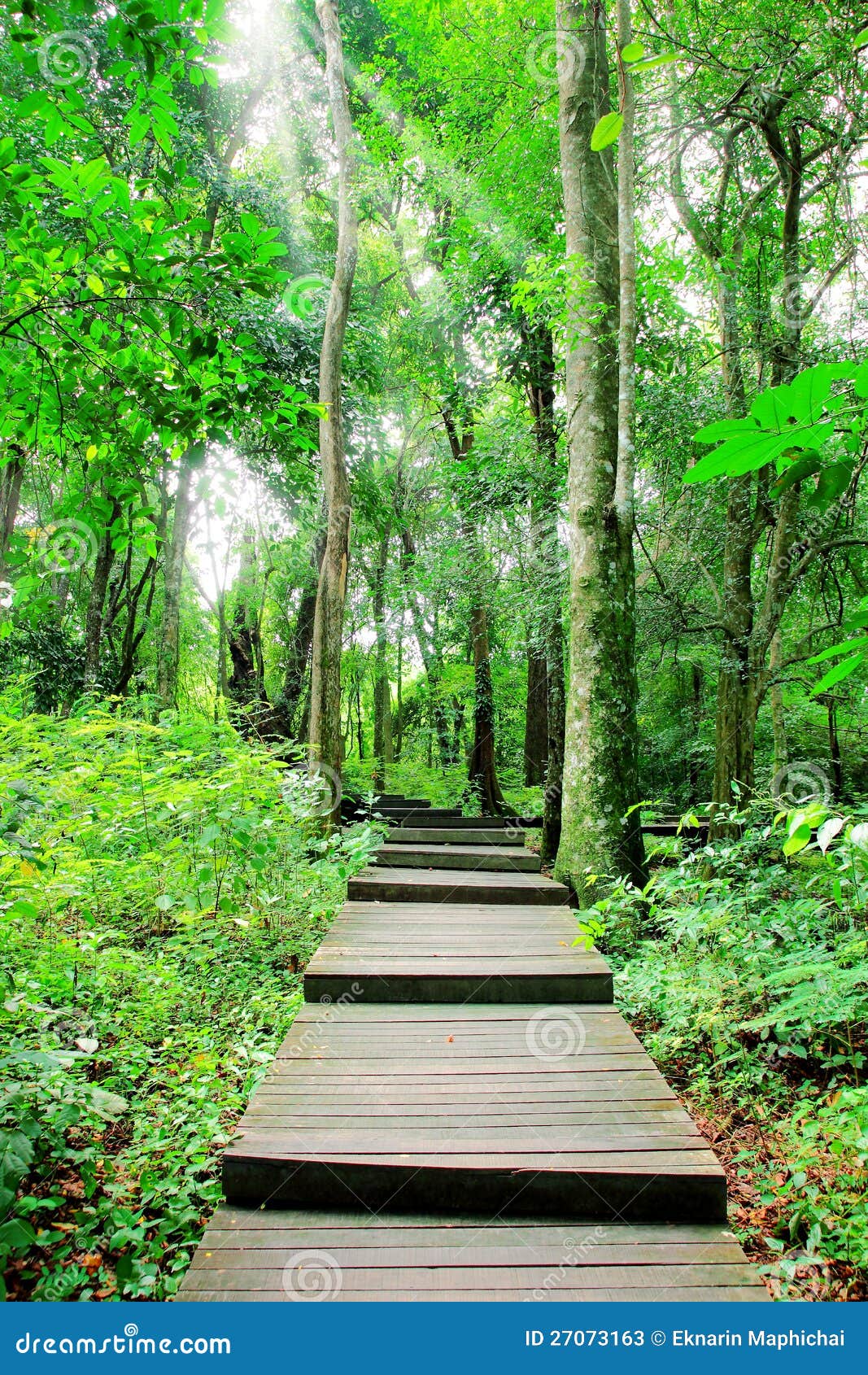 Pathway in the forest park stock image. Image of environment - 27073163