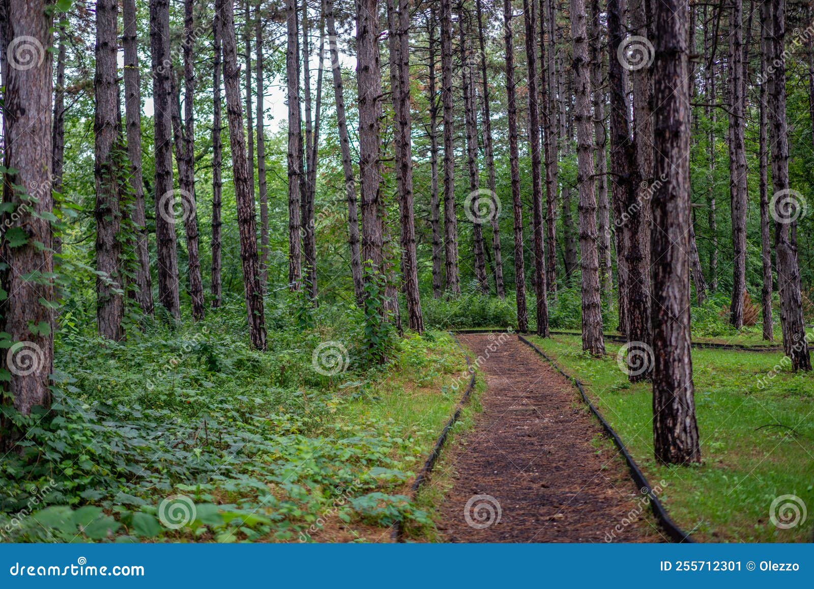 Pathway in the Forest Park with Pine Trees on a Cloudy Rainy Autumn Day ...