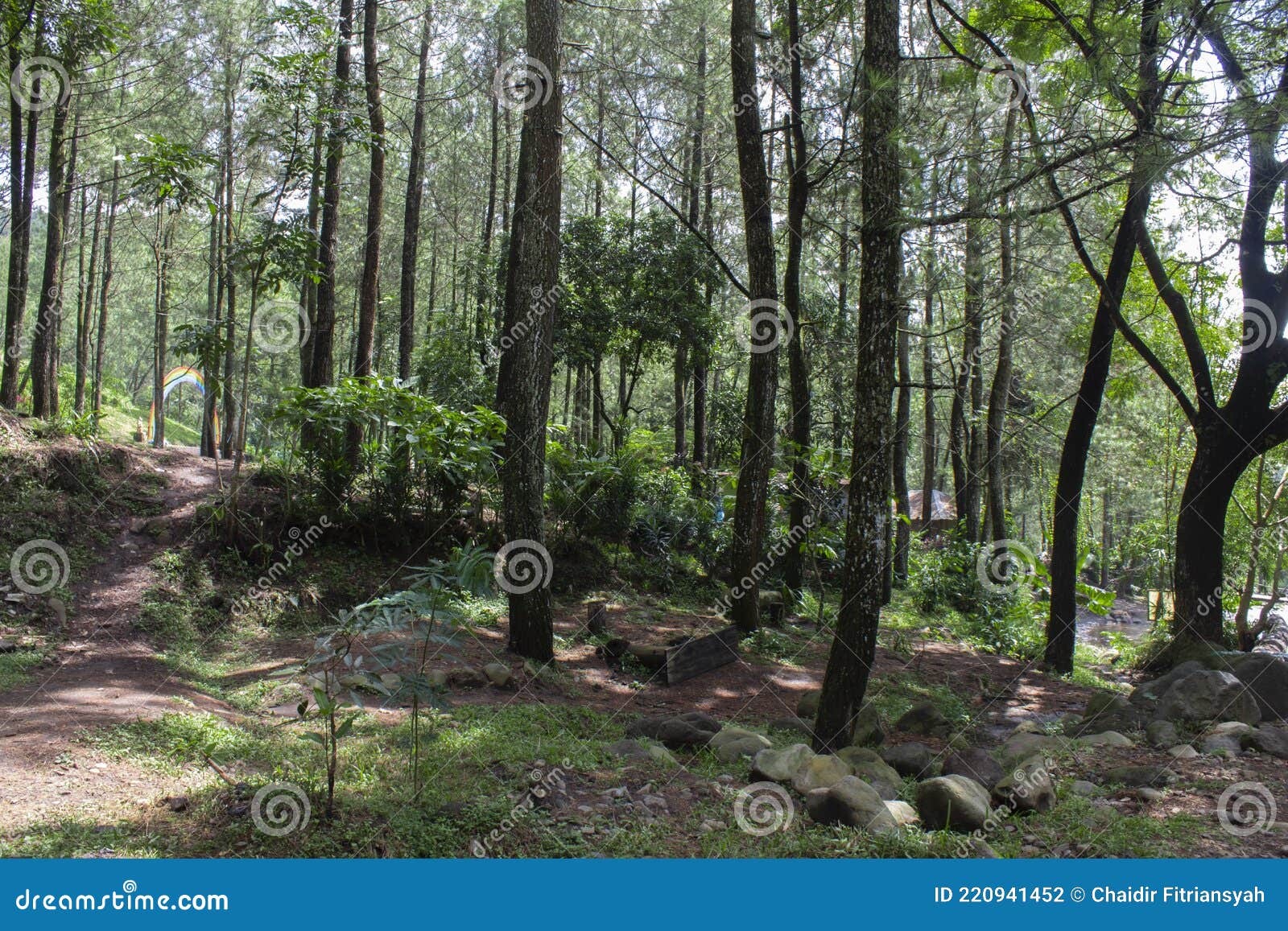 Pathway in the forest stock photo. Image of pine, footpath - 220941452