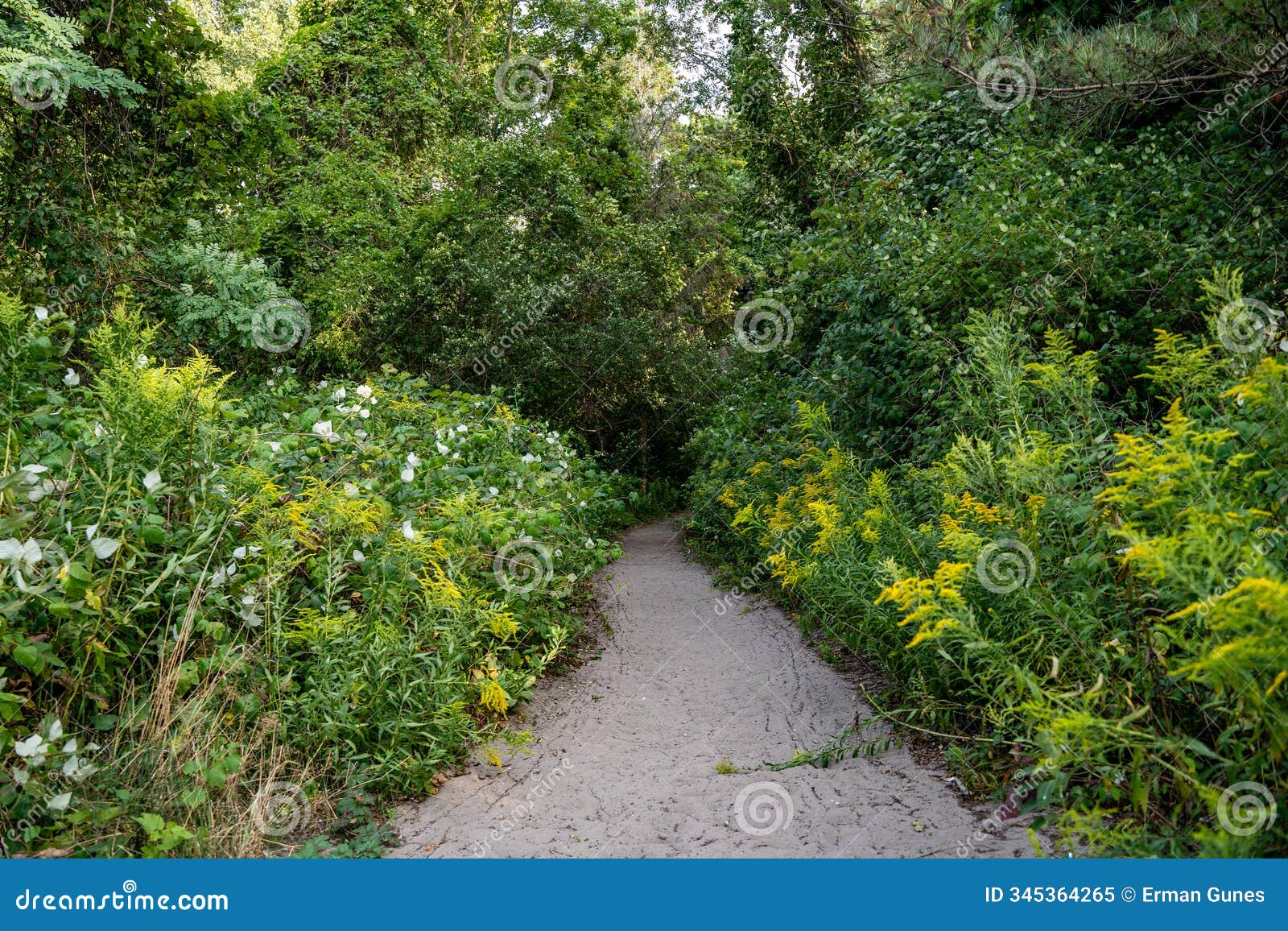 Pathway in the Forest. the Path in Nature Stock Image - Image of nature ...