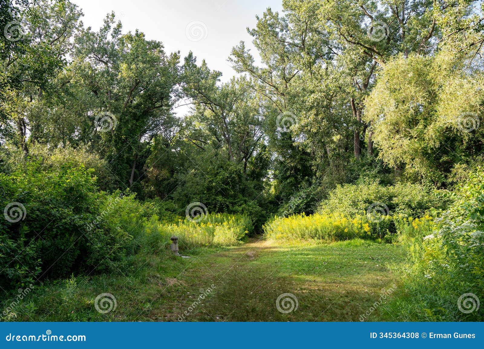 Pathway in the Forest. the Path in Nature Stock Photo - Image of rural ...