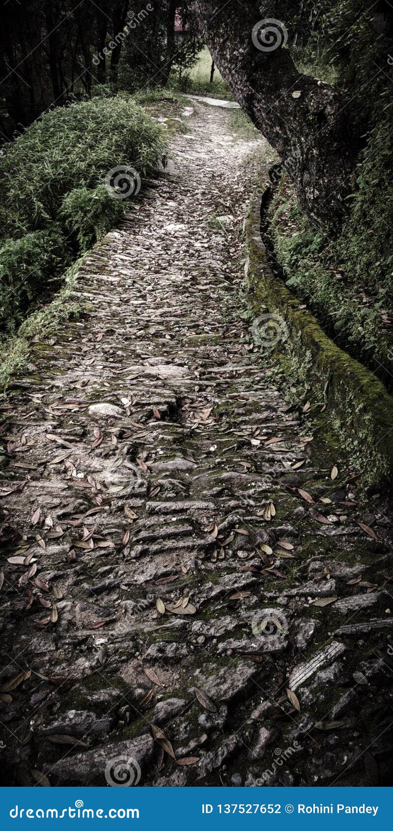 Pathway stock photo. Image of nature, forest, greenery - 137527652