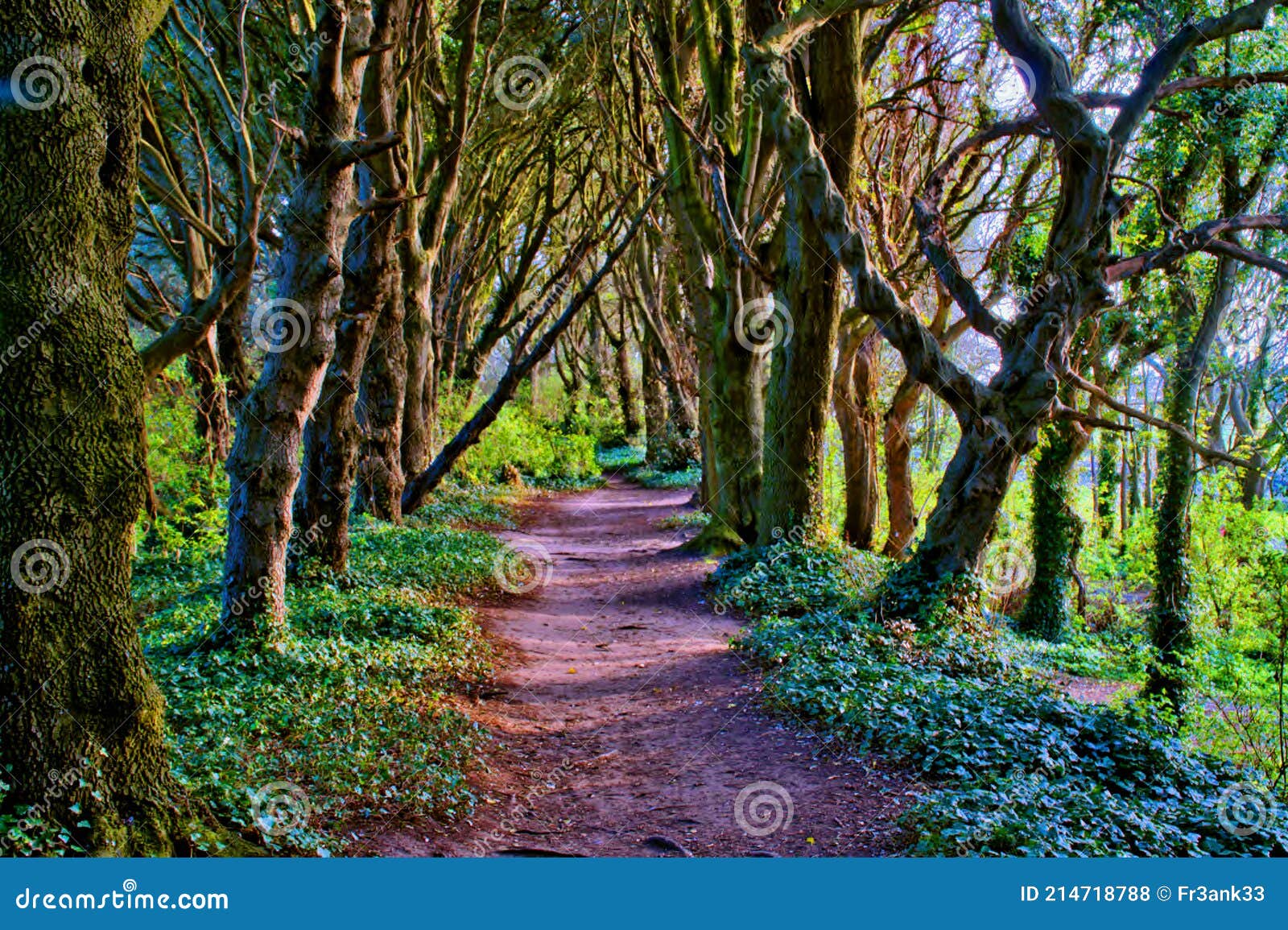 Pathway in forest stock photo. Image of woods, saint - 214718788