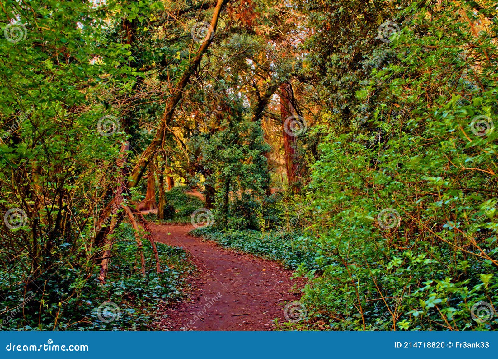 Pathway in forest stock photo. Image of meadow, pathway - 214718820