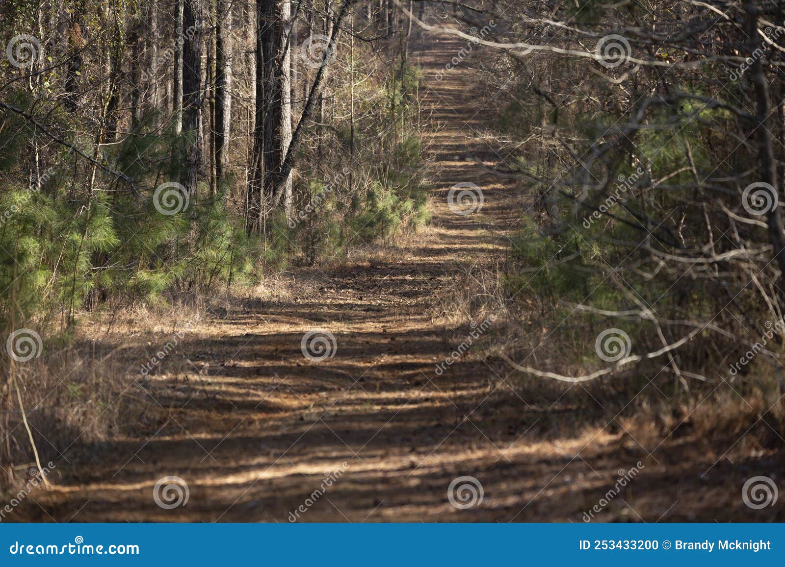 Pathway Through A Forest Royalty-Free Stock Image | CartoonDealer.com ...