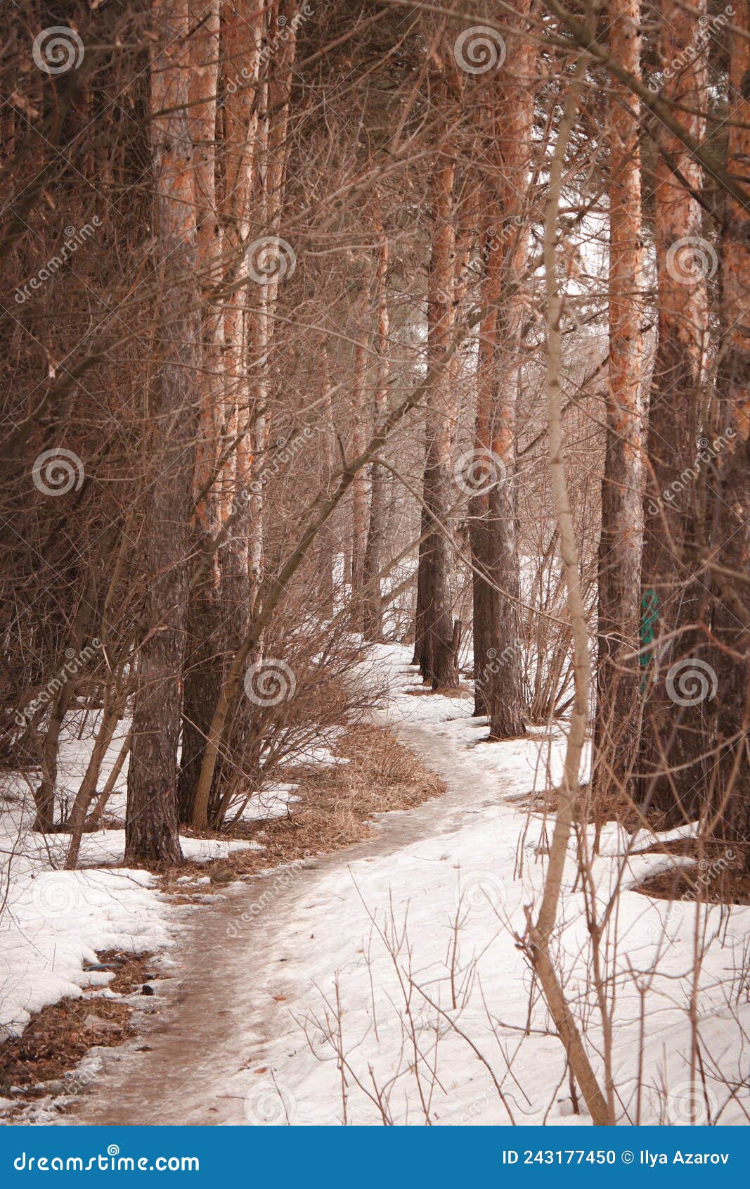 A Pathway in the Forest among Pine Trees during a Spring. Snow is ...