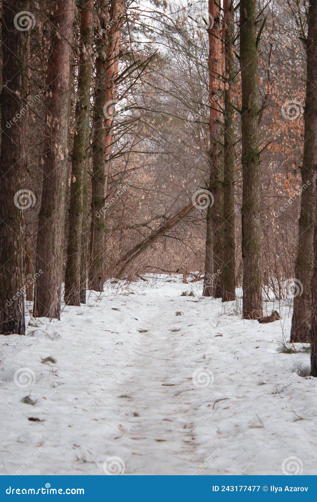 A Pathway in the Forest among Pine Trees during a Spring. Snow is ...