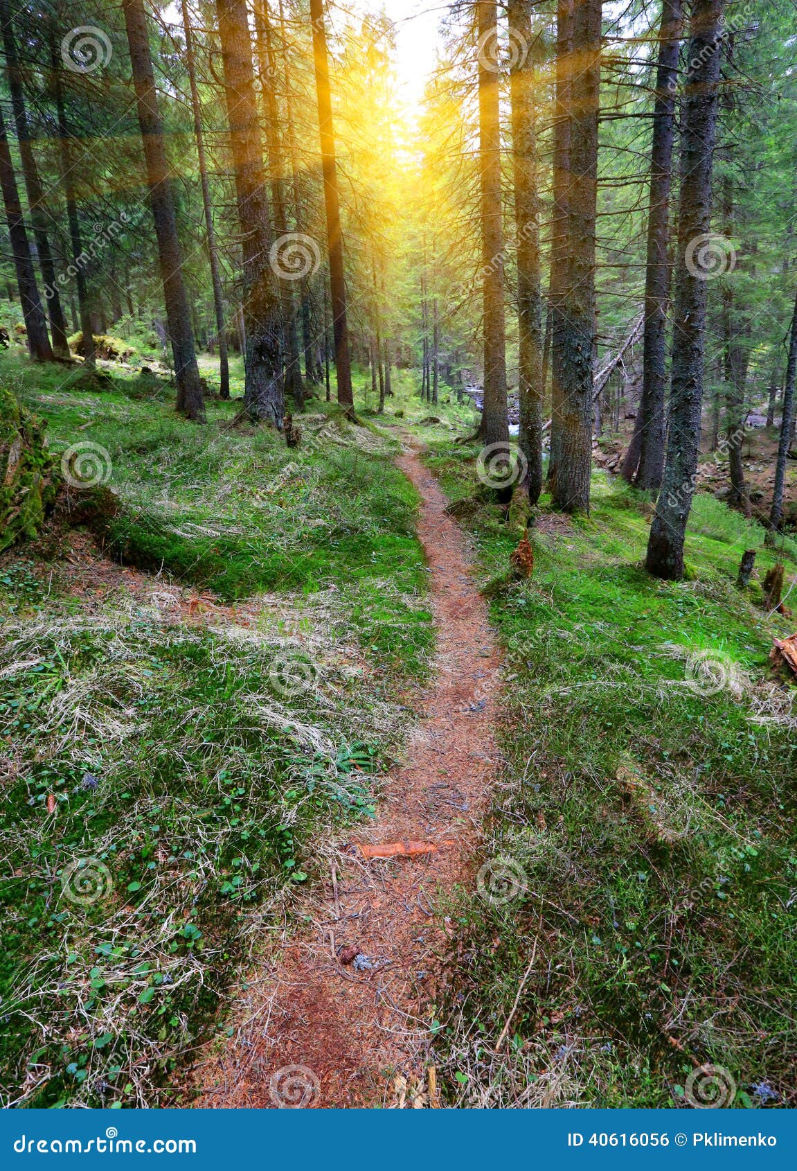 Pathway in forest stock photo. Image of season, path - 40616056