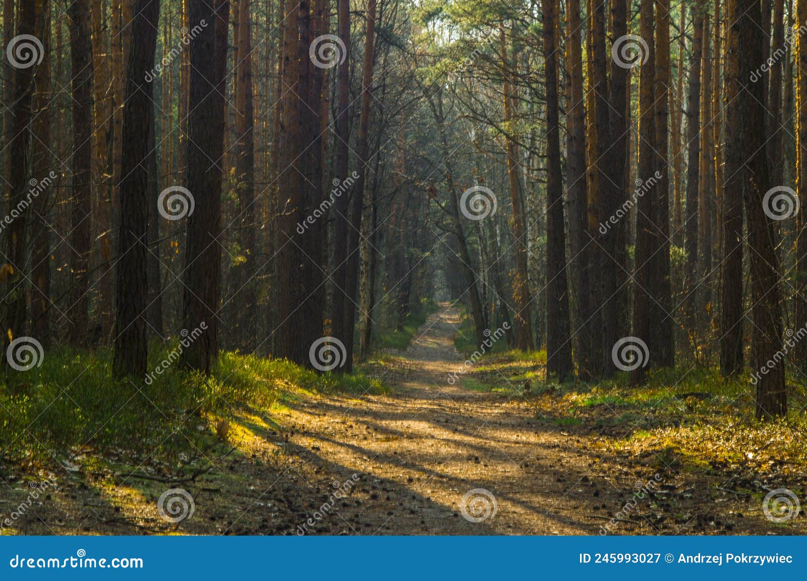 Pathway through forest stock image. Image of wooded - 245993027