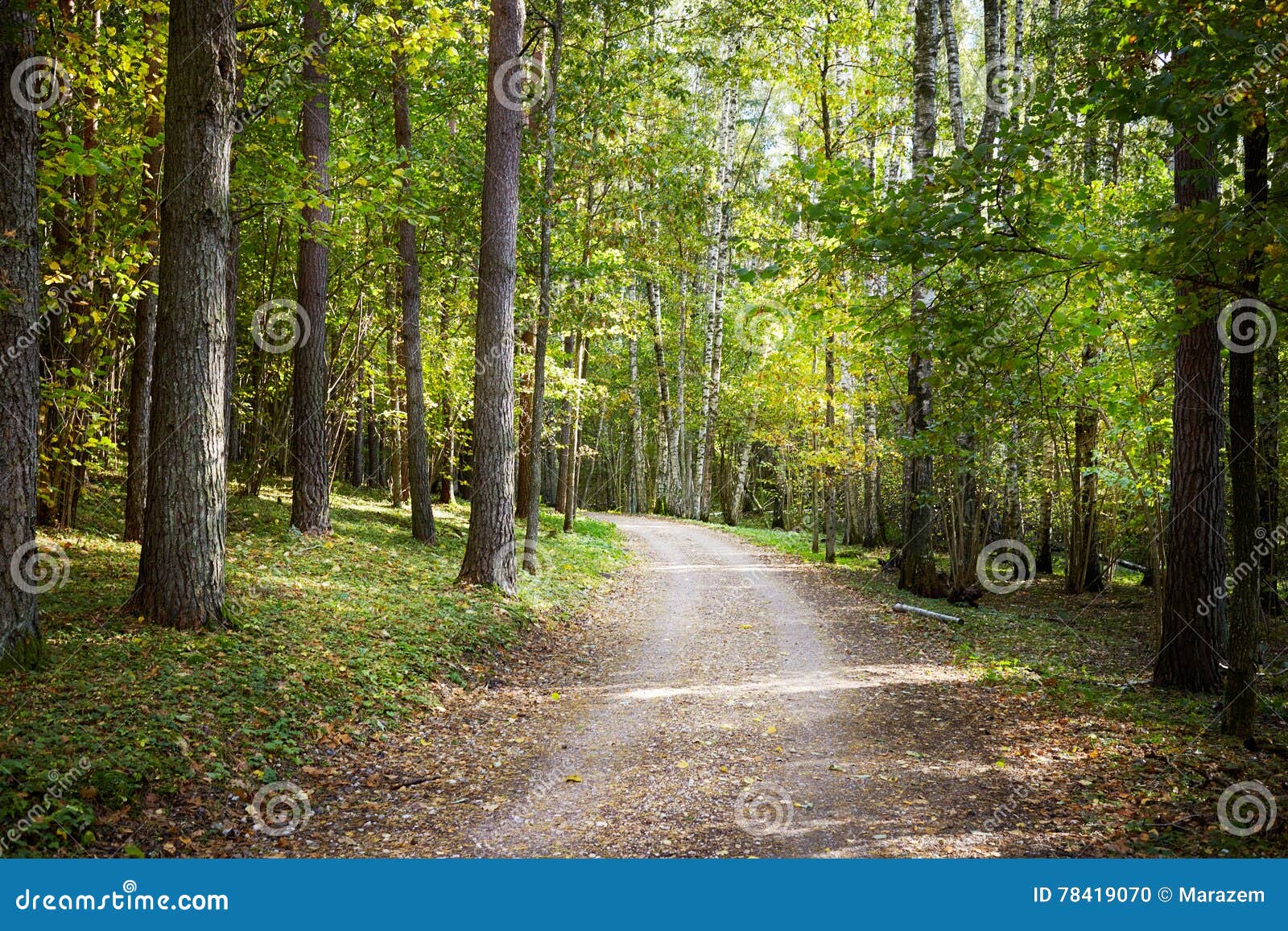 Pathway in a forest stock photo. Image of color, landscape - 78419070