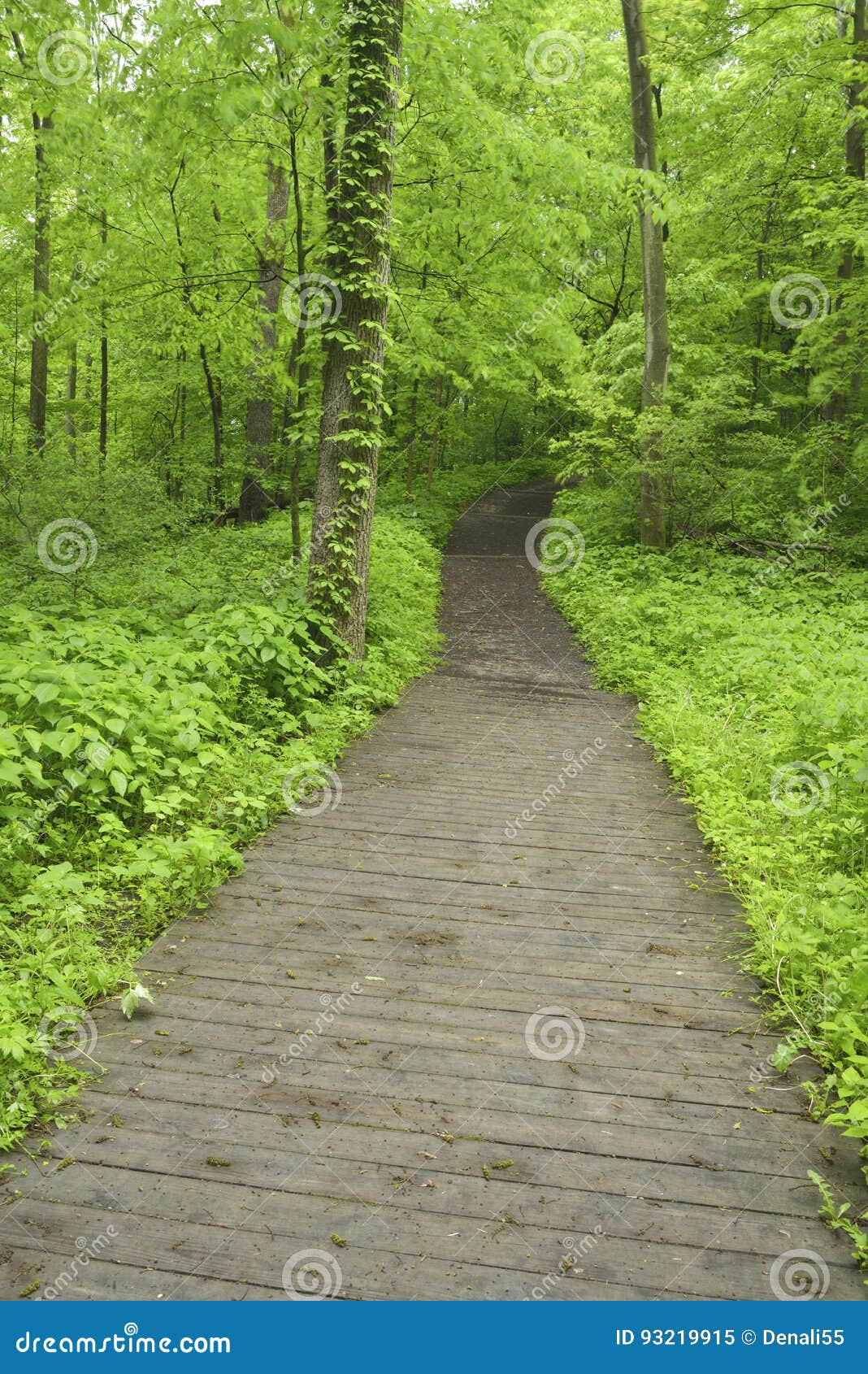 Pathway through Forest in Spring. Stock Image - Image of woods, tree ...