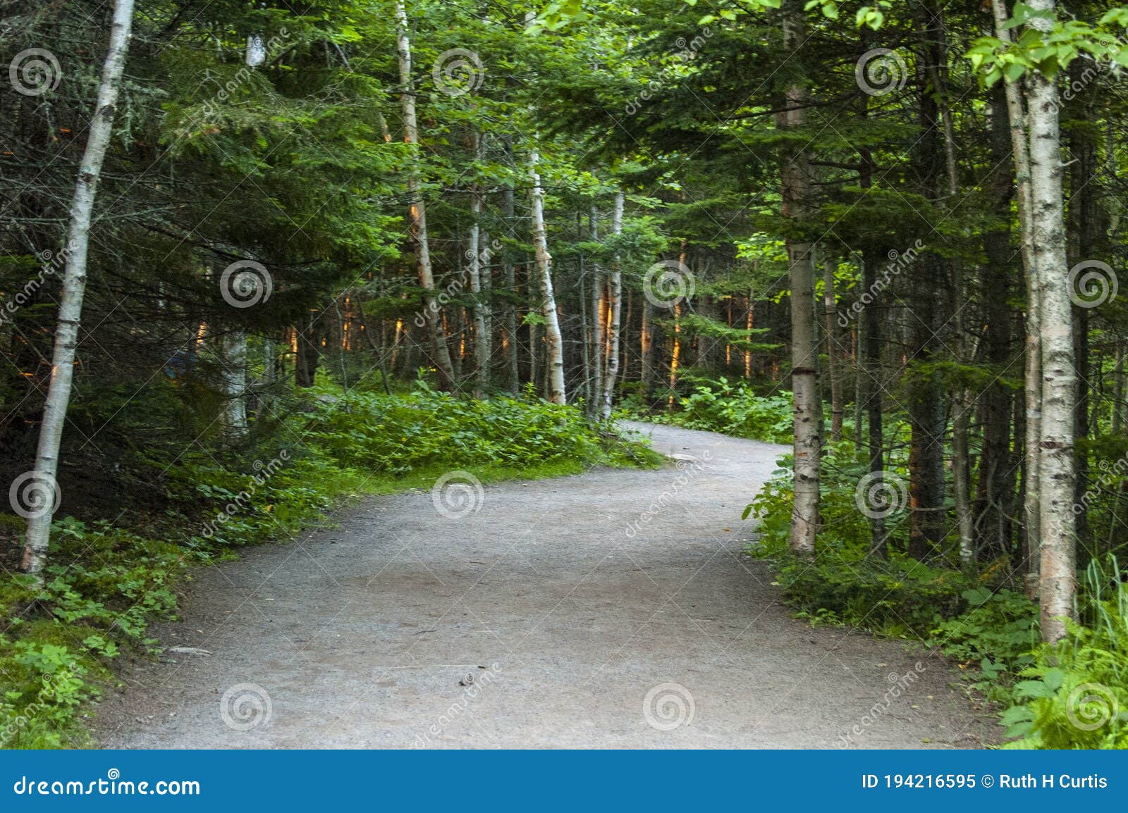 Pathway into the Forest with Sun Shining through Stock Image - Image of ...