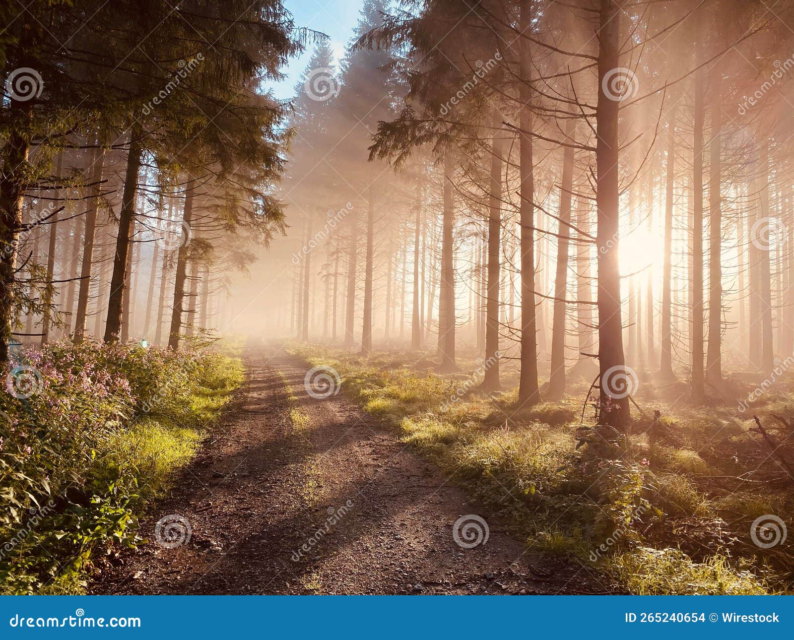 Pathway in the Forest at Sunlight Stock Photo - Image of season, forest ...