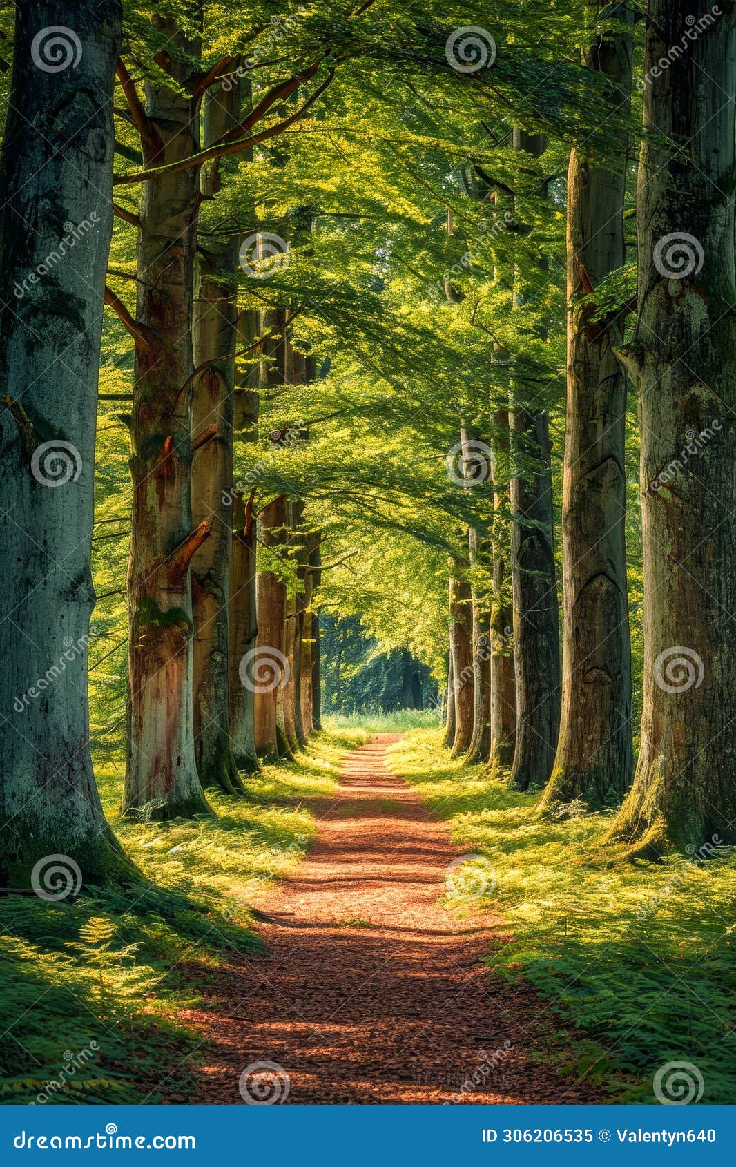 Pathway in Forest with Sunlight Filtering through the Trees. Generative ...