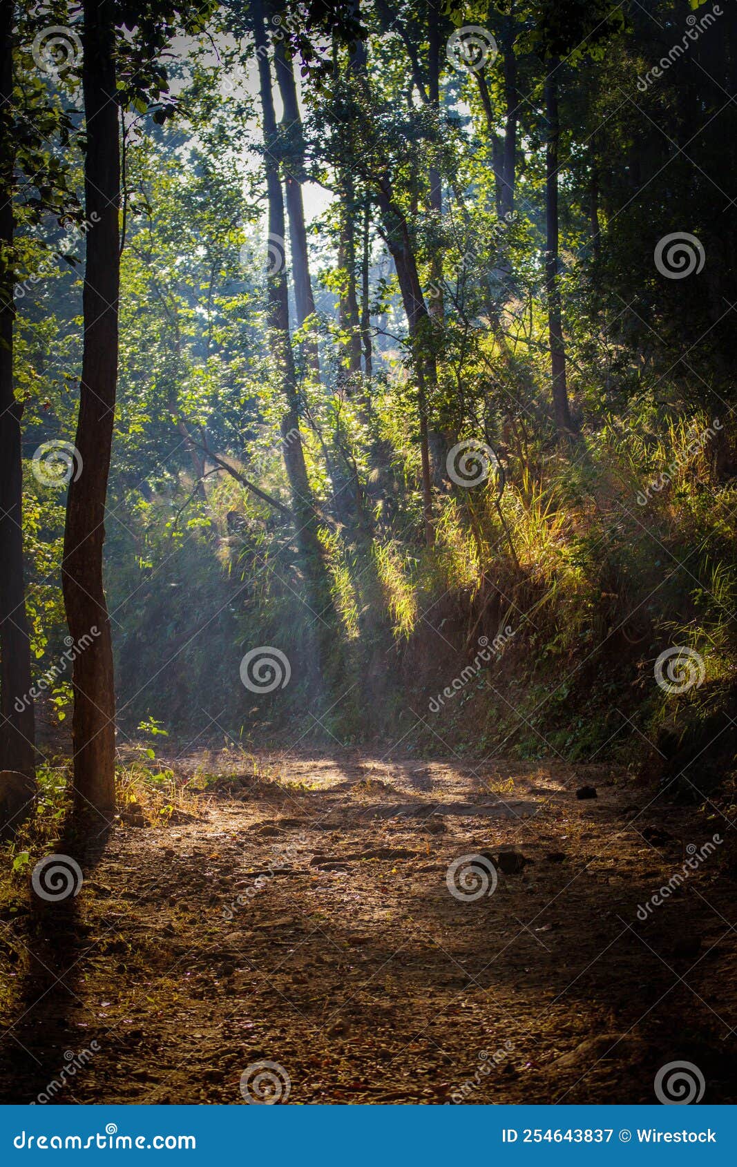 Pathway in the Forest with a Sunlight Touch Stock Image - Image of ...